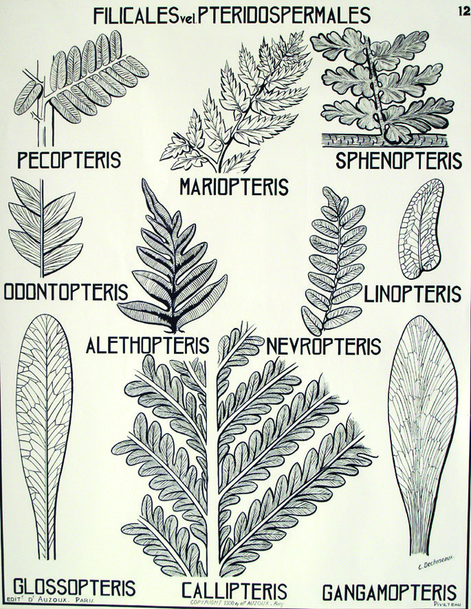 Filicales vel. Pteridospermales - Docteur Auzoux 1950 DECHASEAUX C ...