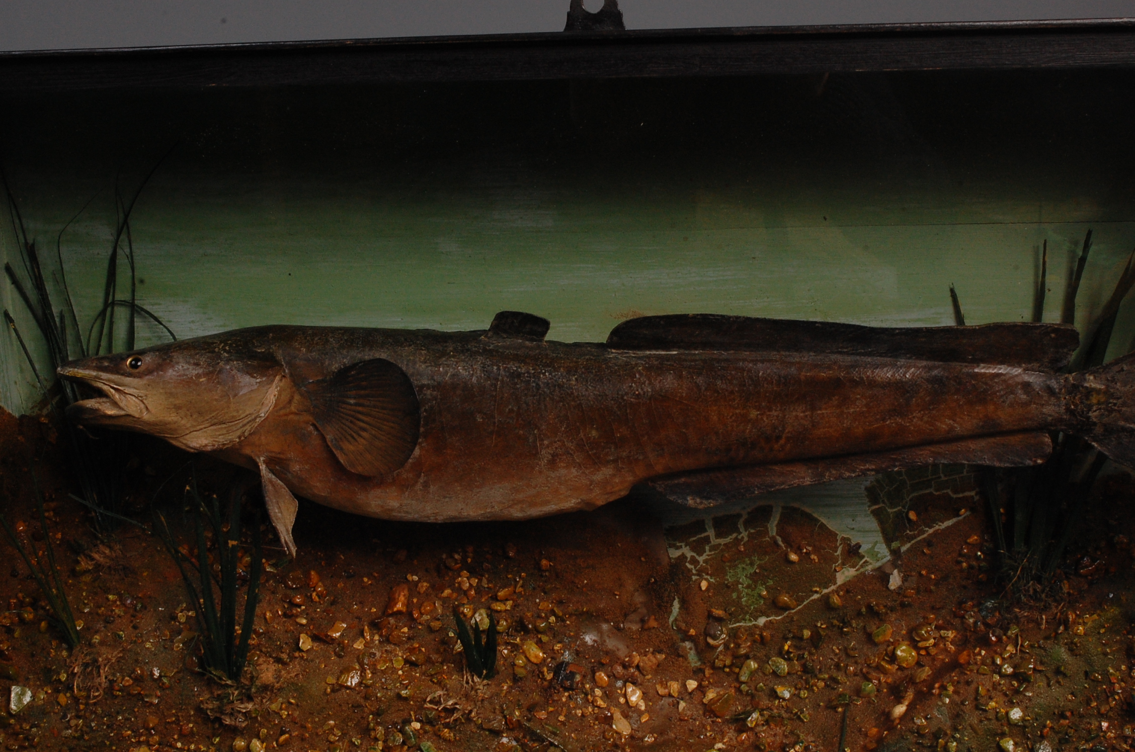 A cased taxidermy burbot or eel pout, preserved by W Campbell of ...