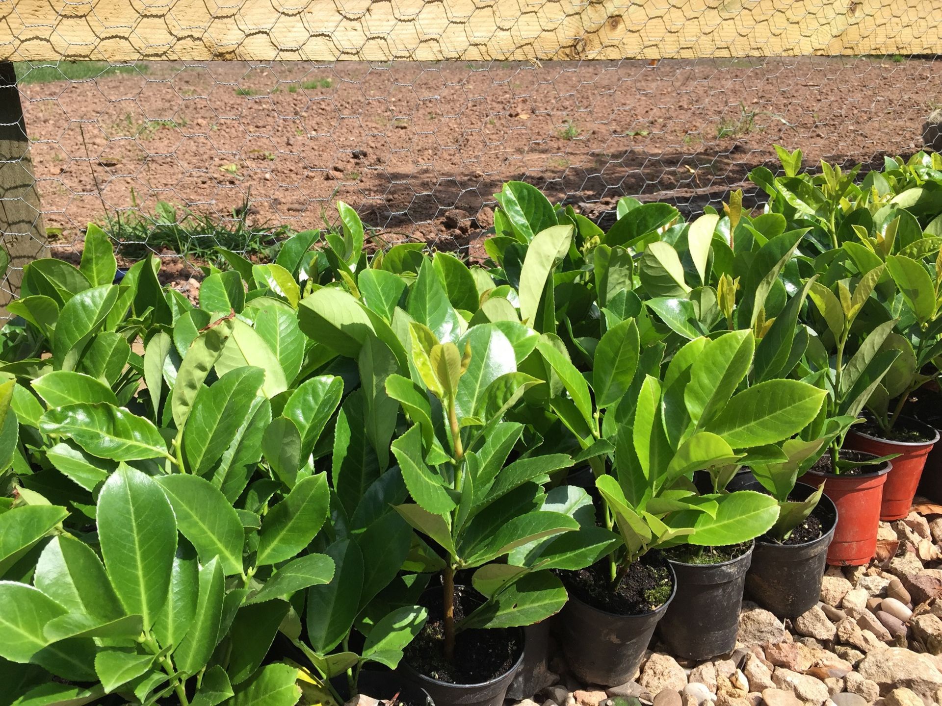 100 x Fabulously healthy Cherry Laurels LARGE 350-400mm + in pots Very ...
