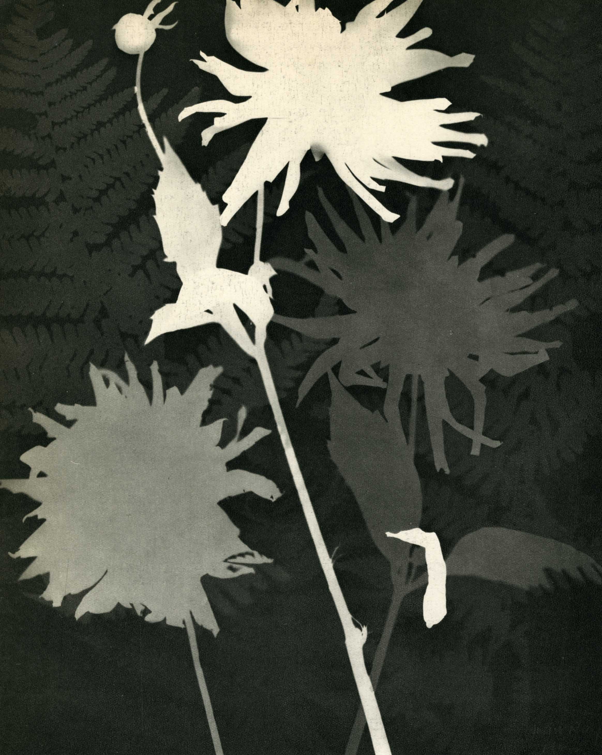 Man Ray (American, 1890 - 1976). "Rayograph - Flowers". Original ...