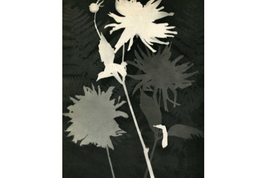 Man Ray (American, 1890 - 1976). "Rayograph - Flowers". Original ...