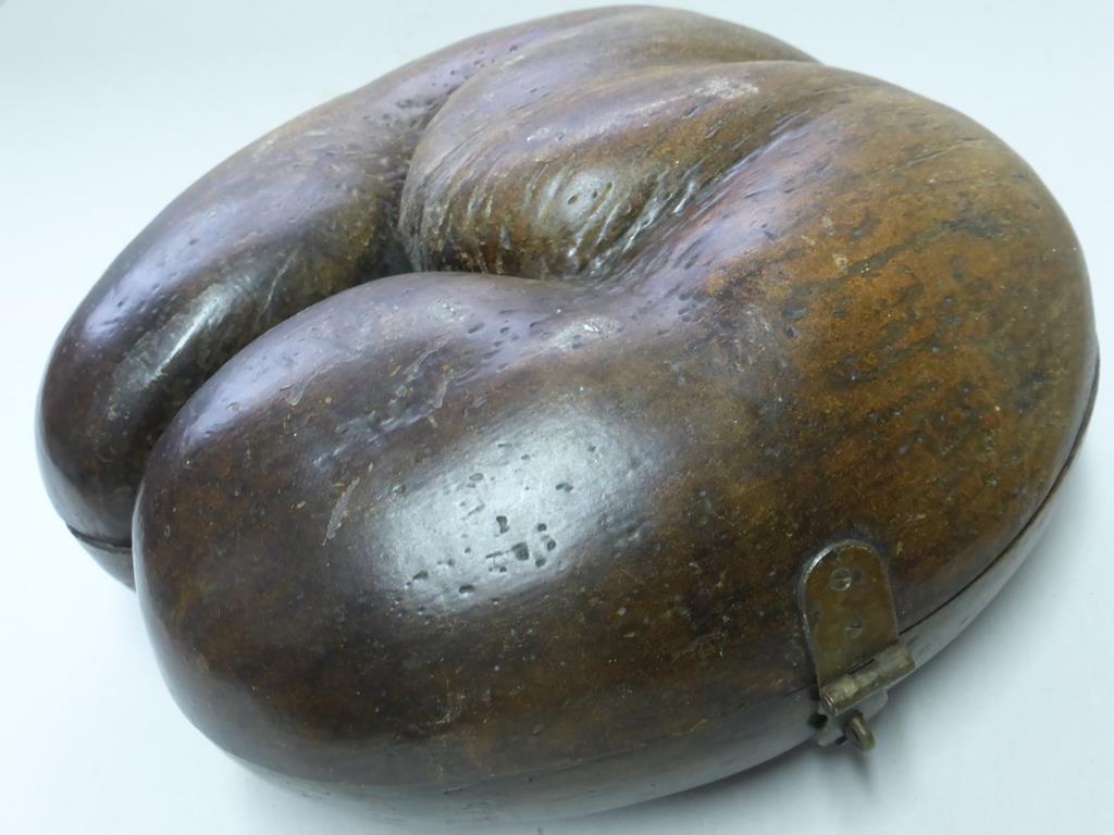 COCO DE MER SEED POD, CUT, POLISHED AND HINGED, APPROX. 33cm