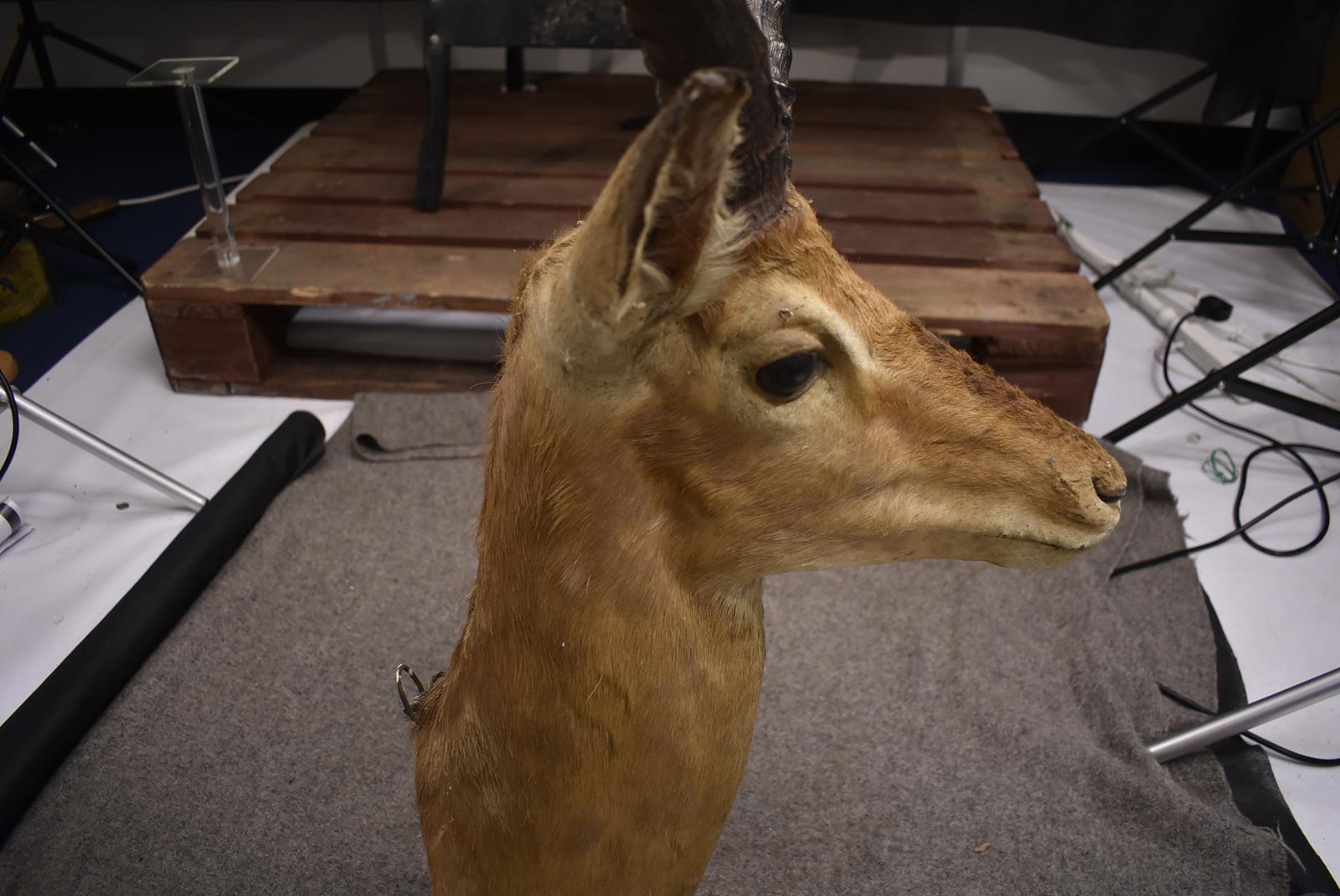 ROWLAND WARD TAXIDERMY, a common impala head and neck mount, paper ...