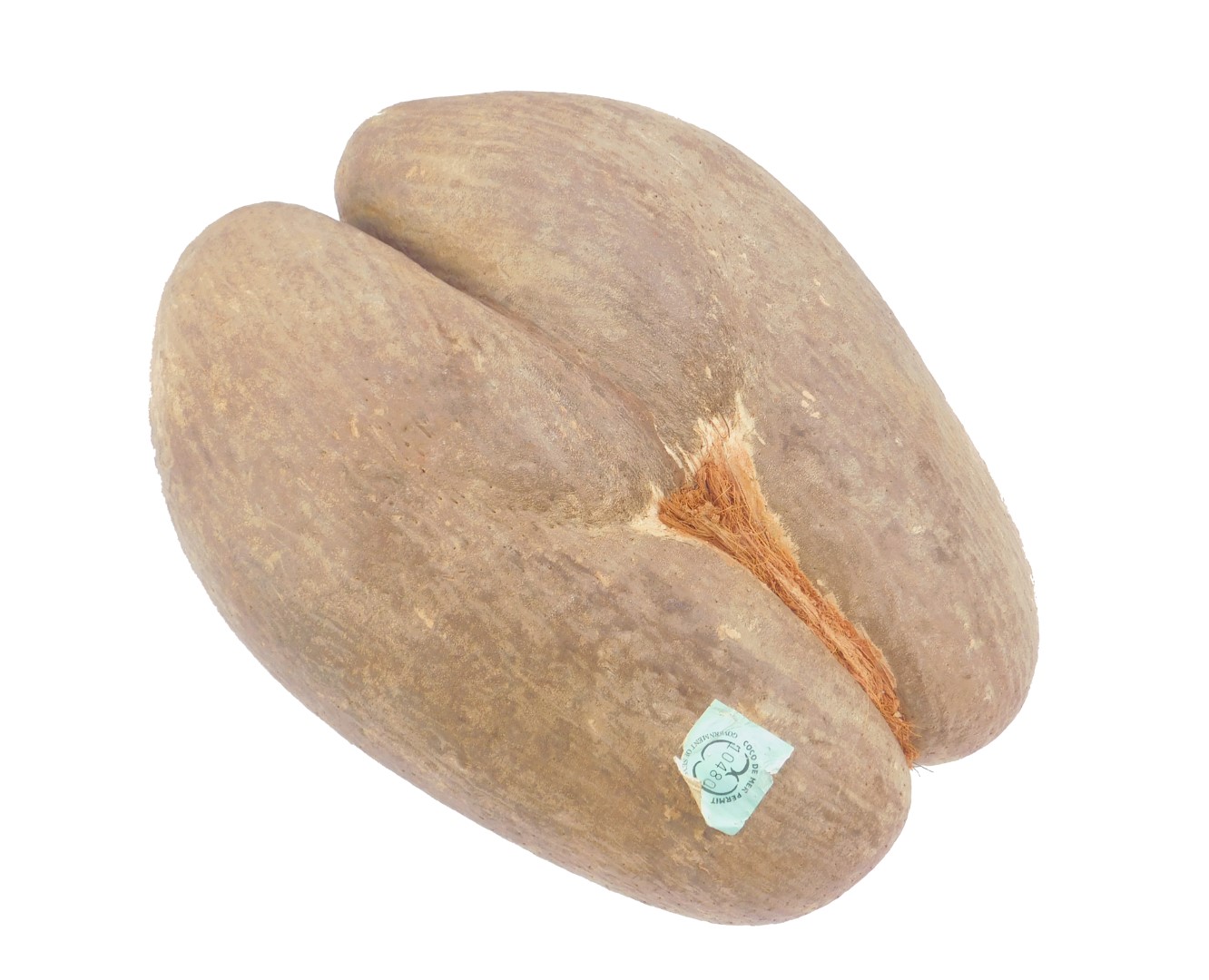 A Coco de Mer nut, Lodoicea Maldivica, Seychelles Permit applied No ...