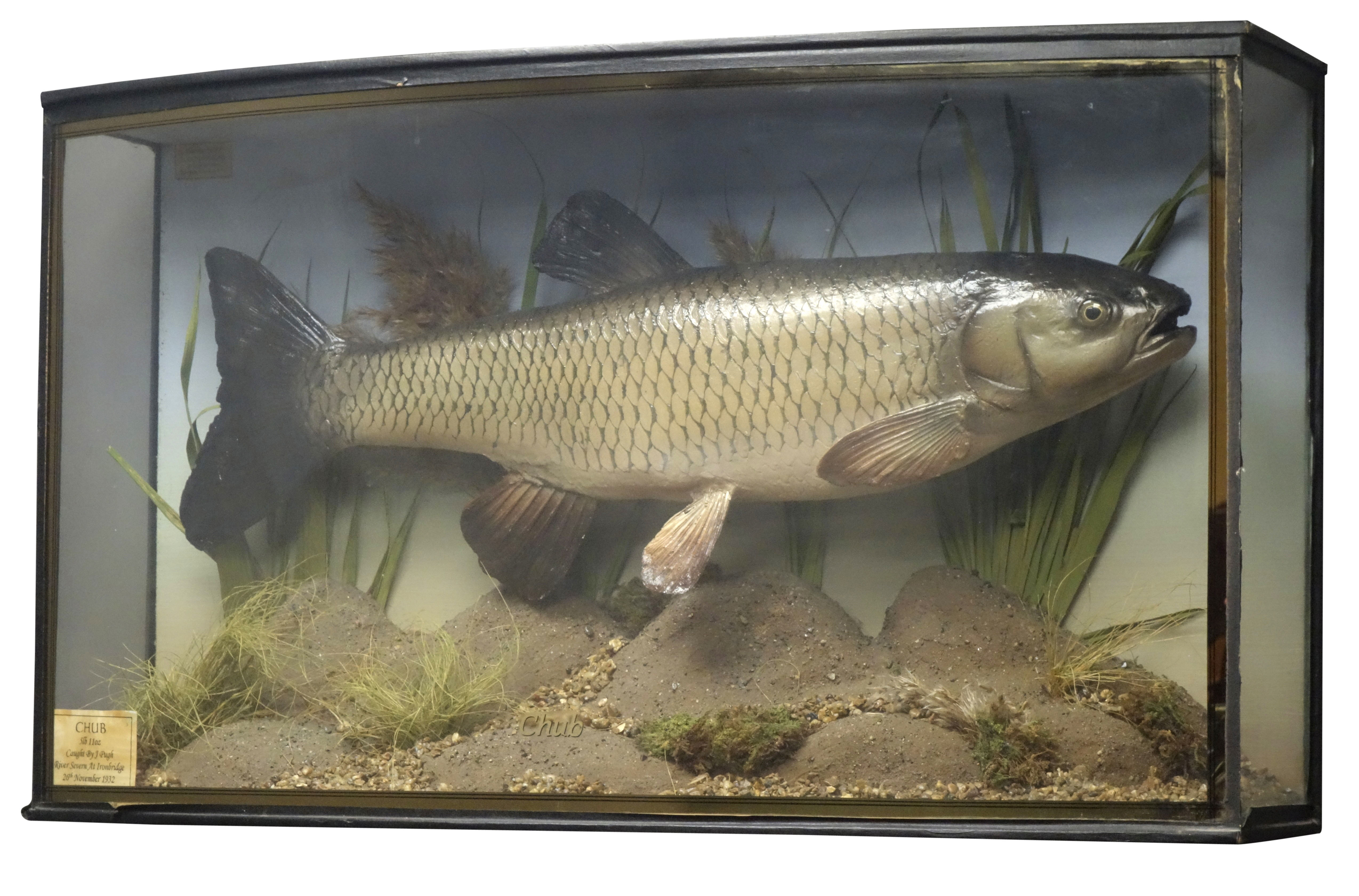 Taxidermy cast - Chub in naturalistic underwater setting, with card ...
