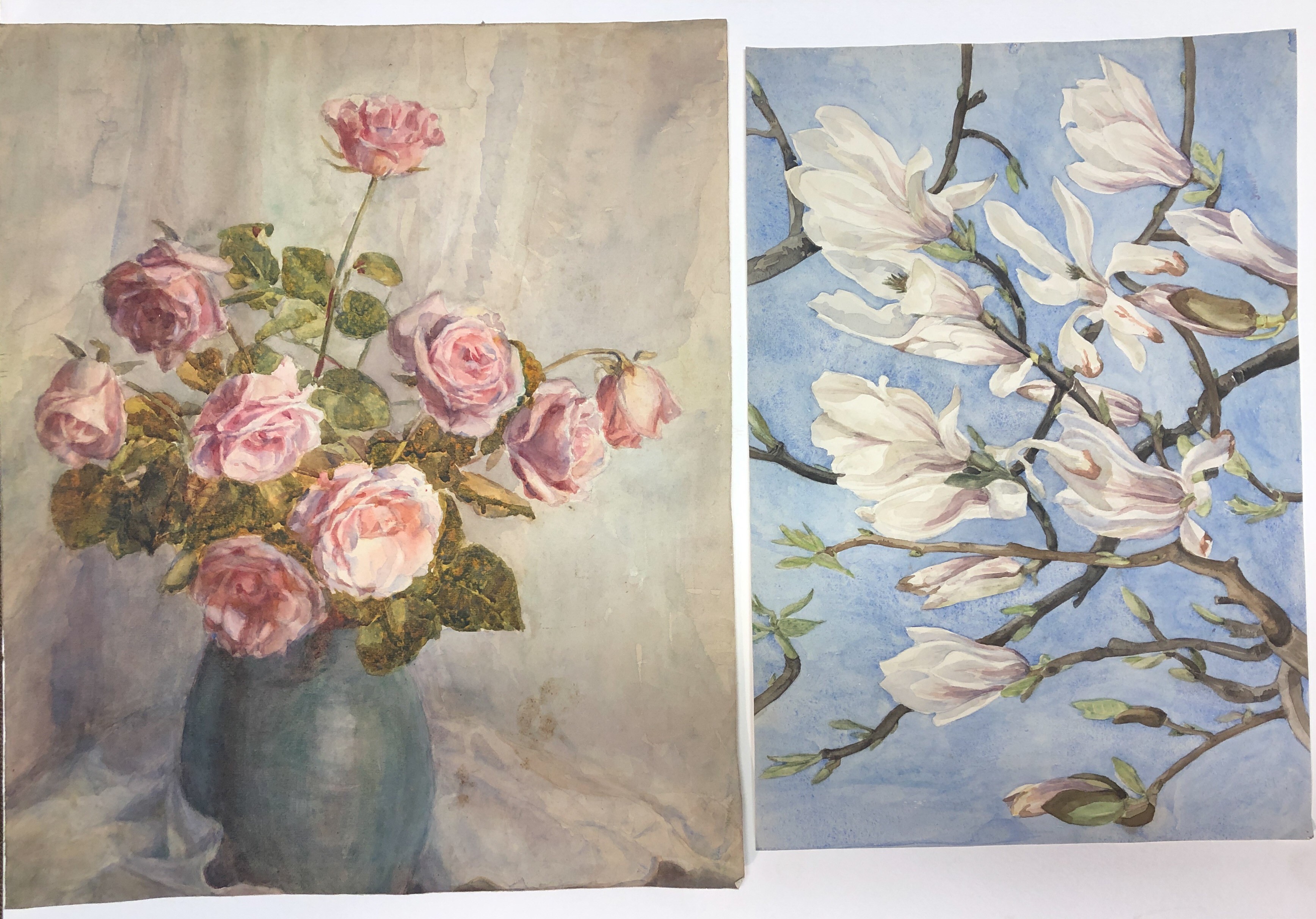 A collection of eight various botanical studies Watercolours