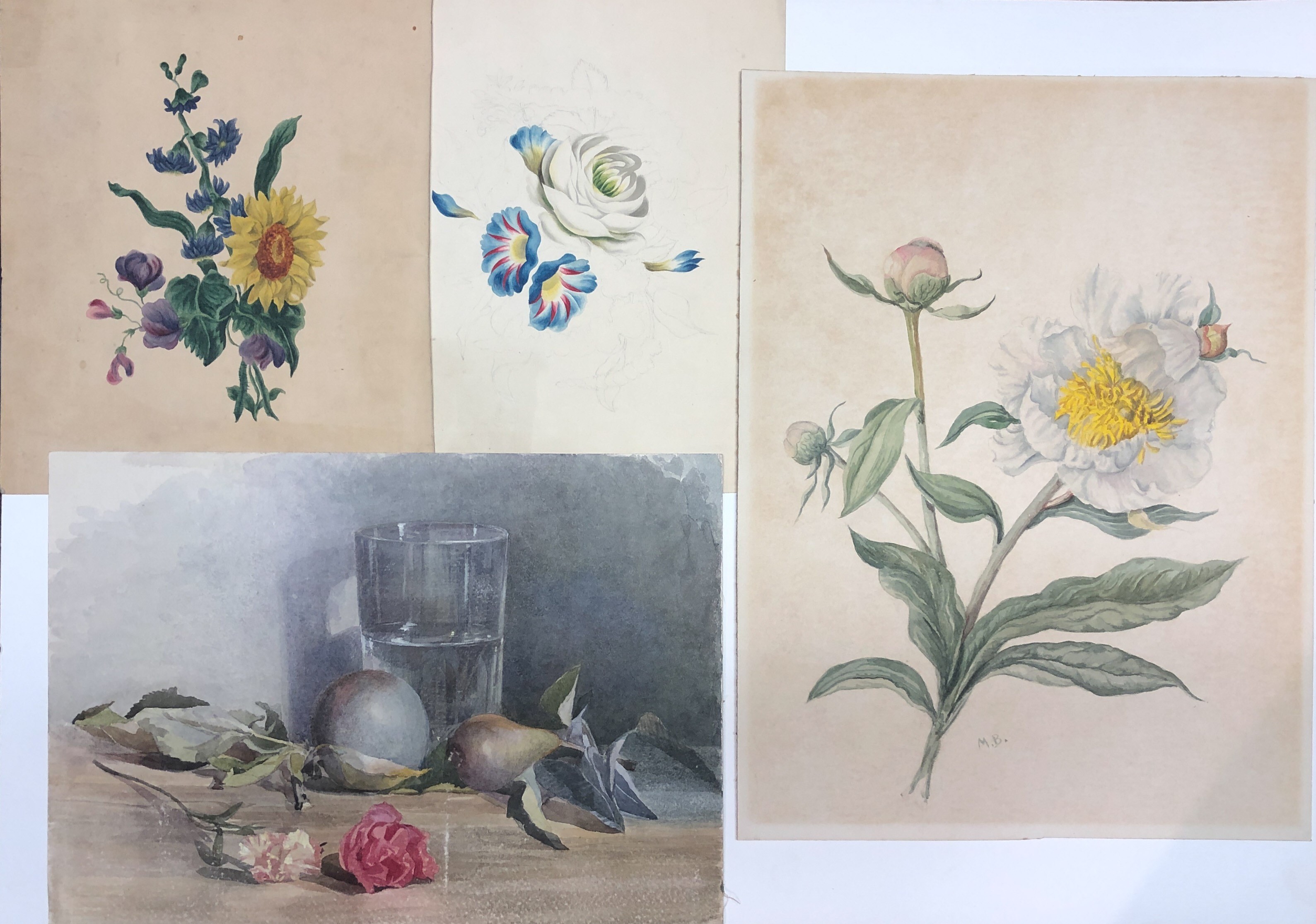 A collection of eight various botanical studies Watercolours