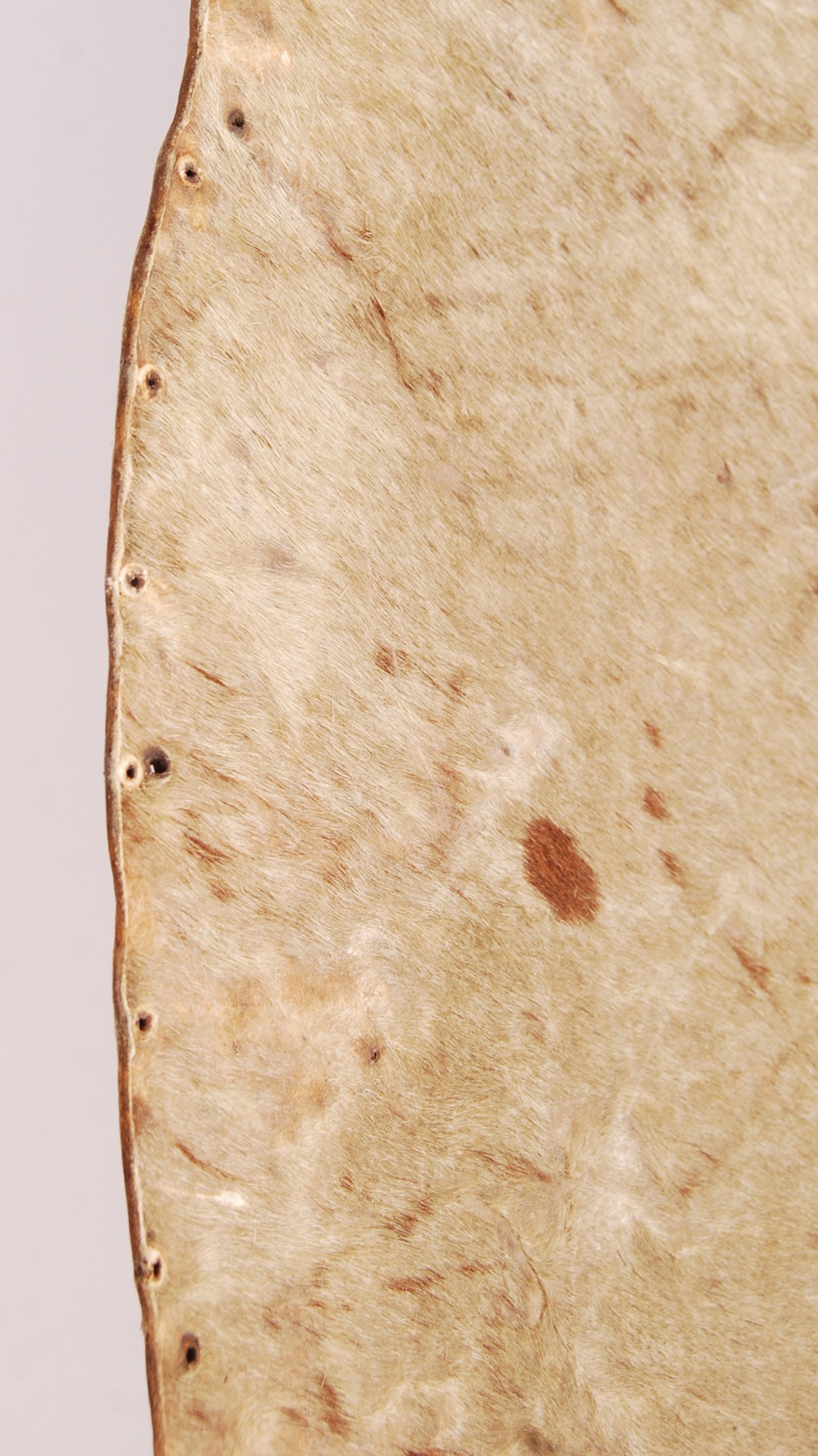 A 19th century African Anglo Zulu Nguni people war or warrior shield ...