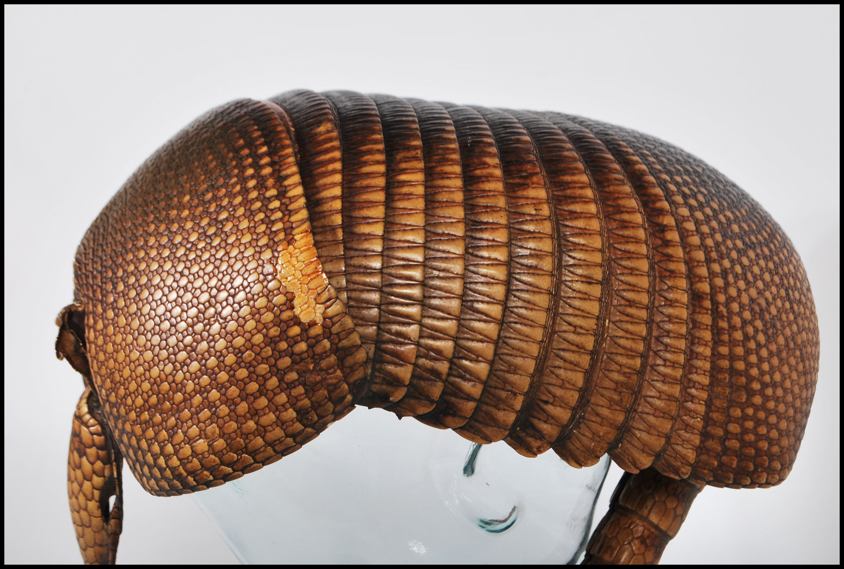 Taxidermy Interest - An early 20th century Armadillo shell with head ...