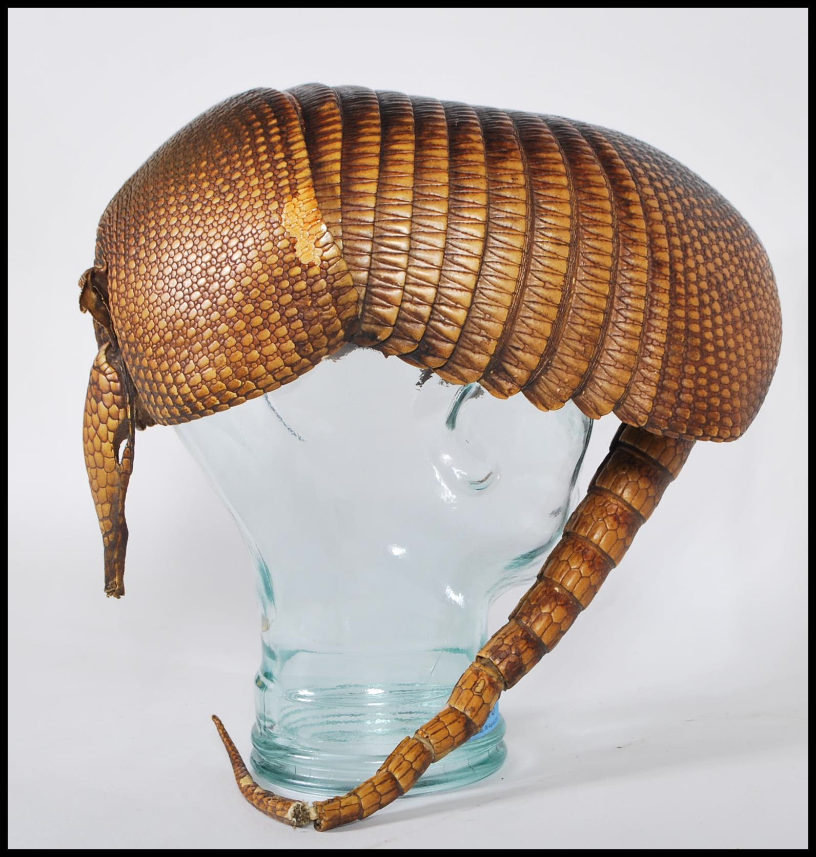 Taxidermy Interest - An early 20th century Armadillo shell with head ...