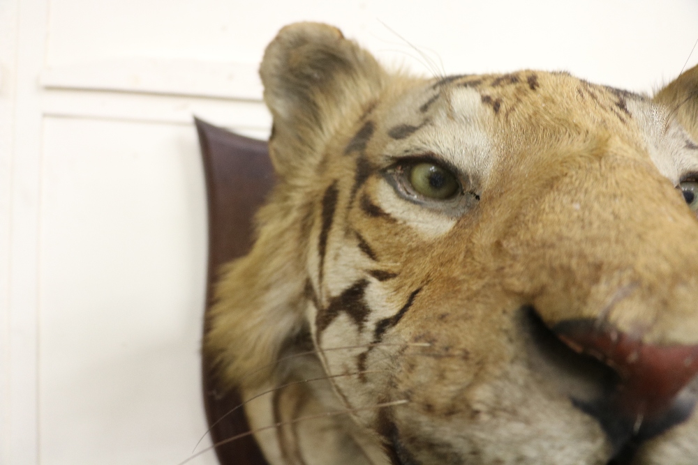 Taxidermy: A large stuffed and mounted Bengal Tiger Head, on shield ...