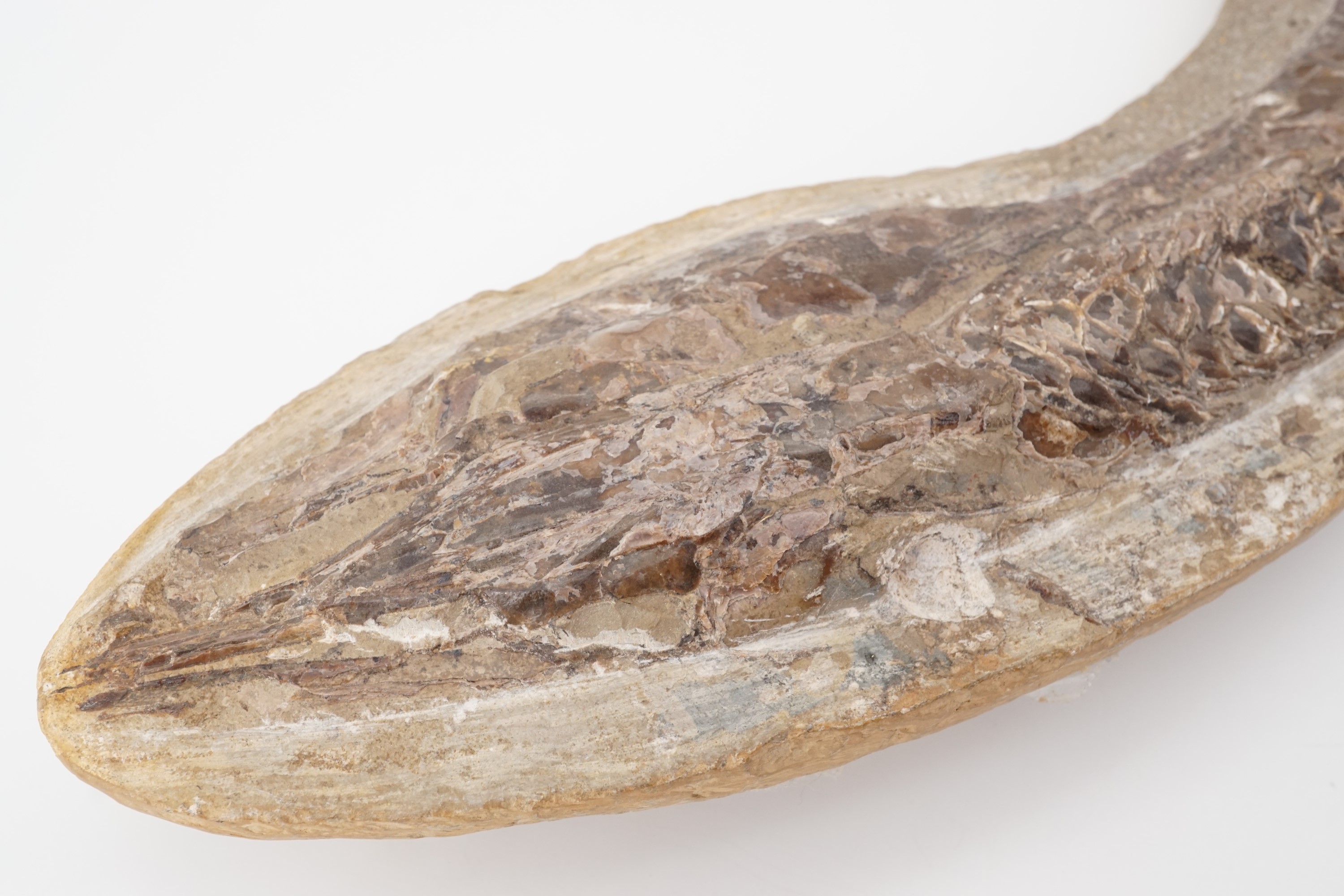 A fossil Aspidorhynchus fish from the Santana formation, Brazil, 39 cm