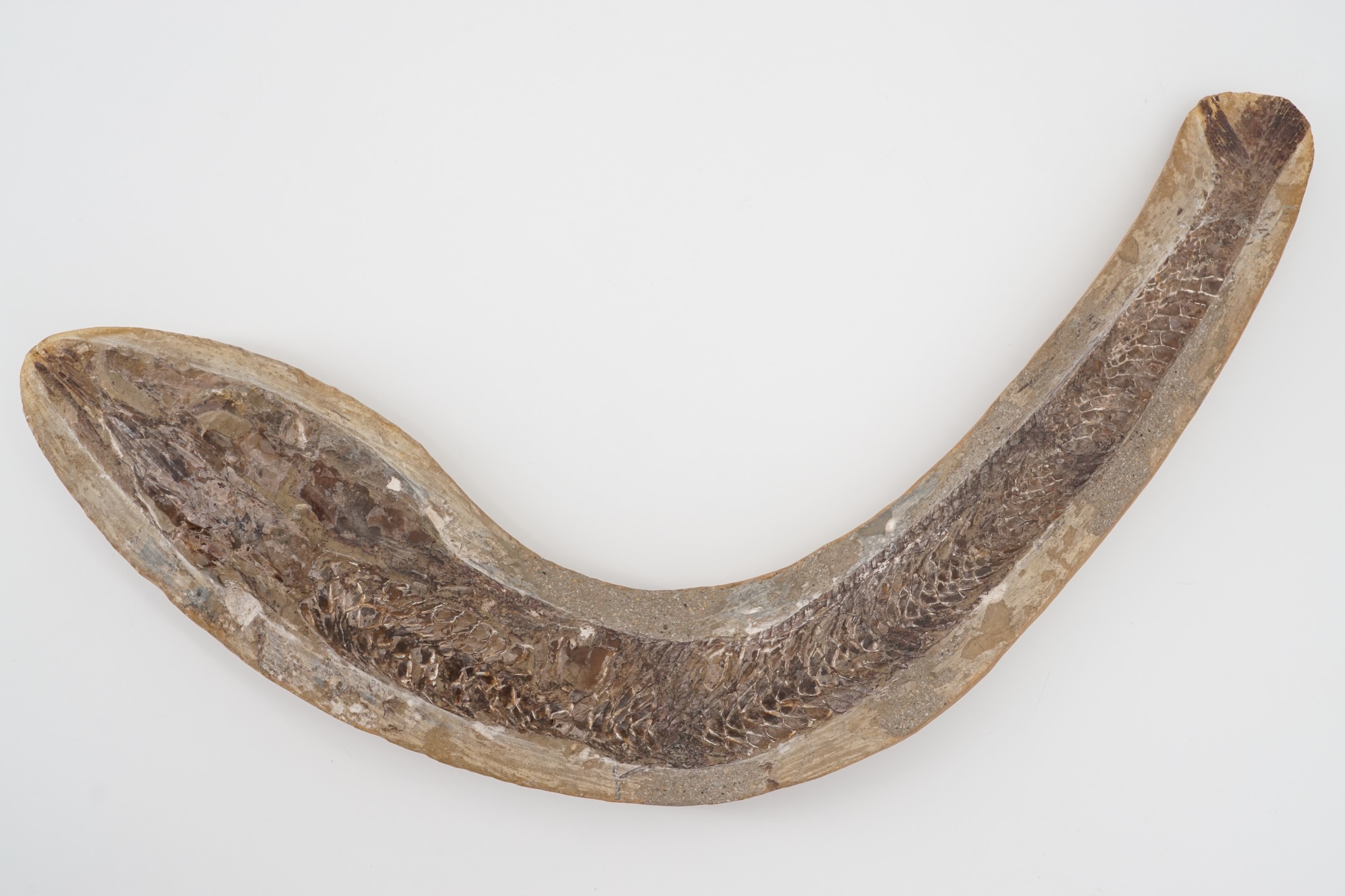 A fossil Aspidorhynchus fish from the Santana formation, Brazil, 39 cm