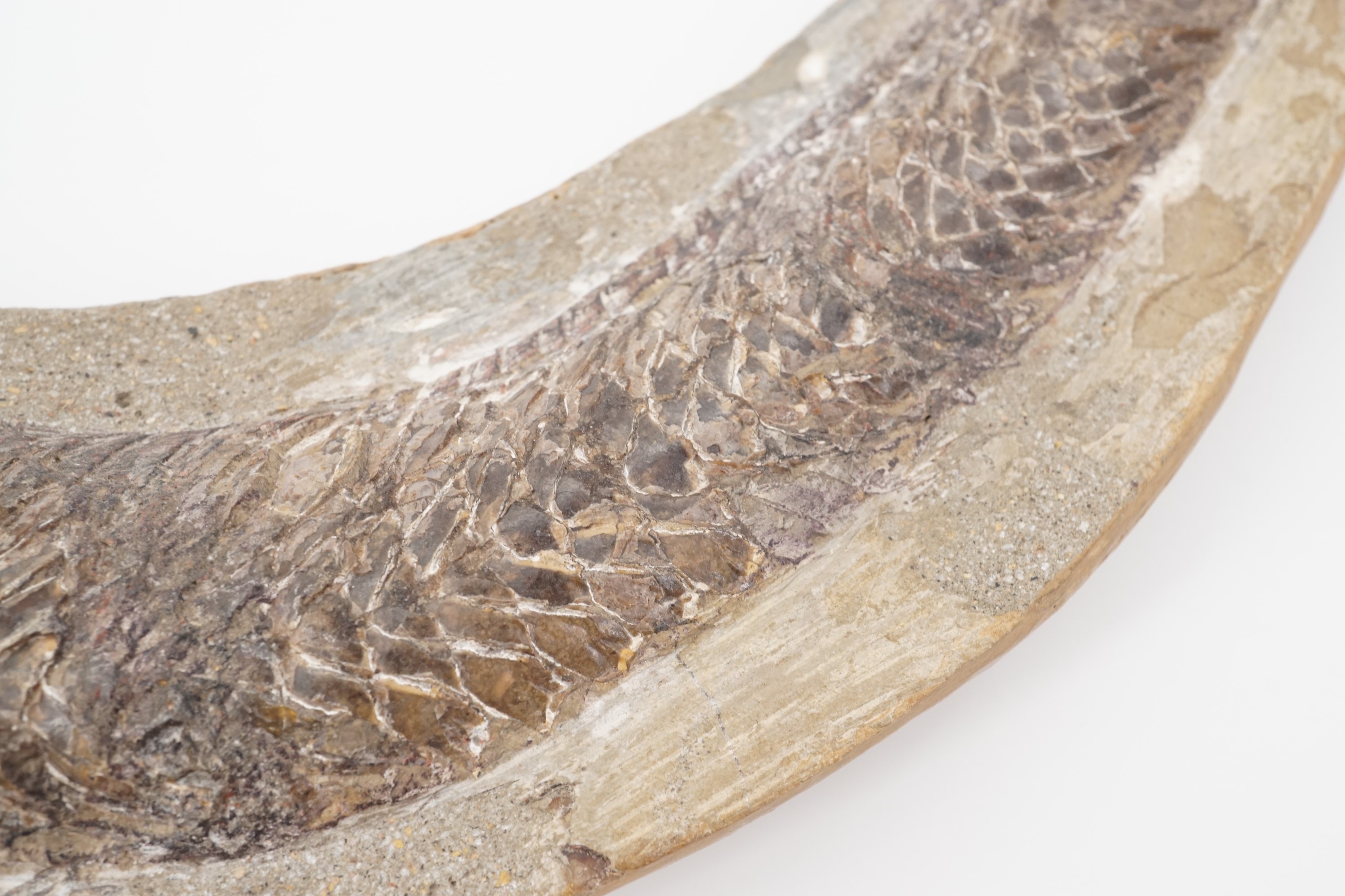 A fossil Aspidorhynchus fish from the Santana formation, Brazil, 39 cm