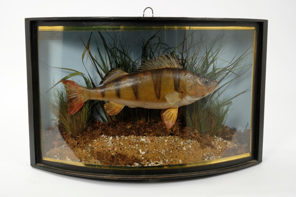 Preserved Perch in naturalistic setting and glazed bow fronted case ...