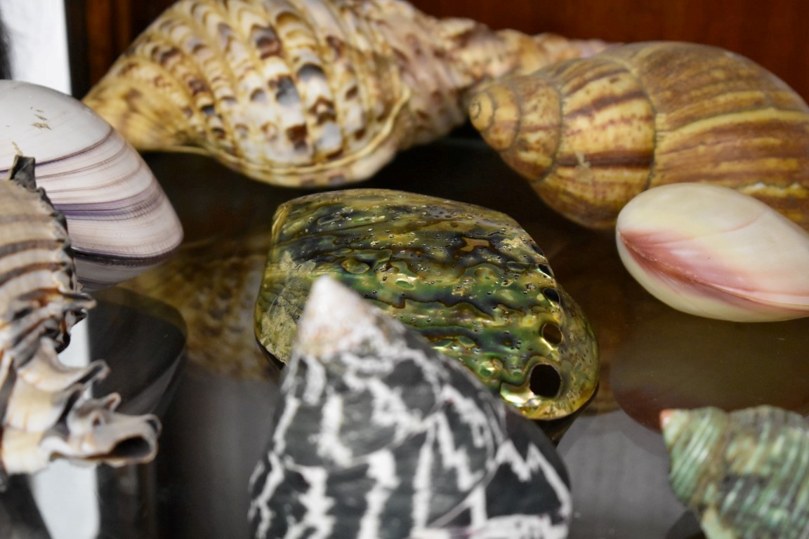 A collection of exotic shells. (One shelf)