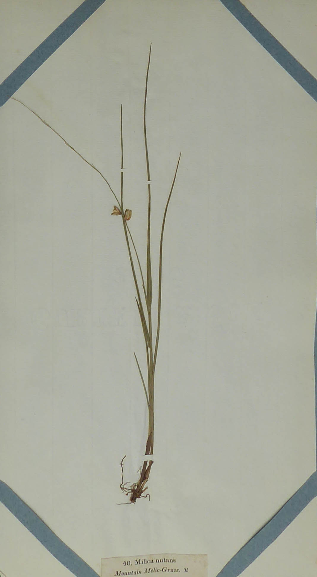 HERBARIUM, 'HORTUS SICCUS GRAMINCUS', VOL I, FOLIO, A COLLECTION OF ...