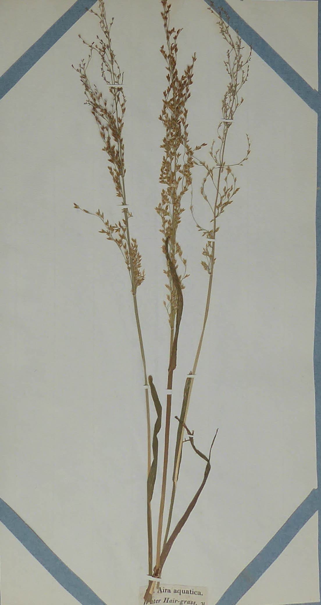 HERBARIUM, 'HORTUS SICCUS GRAMINCUS', VOL I, FOLIO, A COLLECTION OF ...