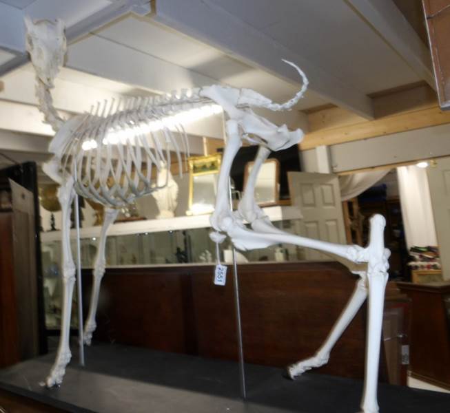 A standing skeleton of a young fallow deer buck, approximately 110 cm tall.