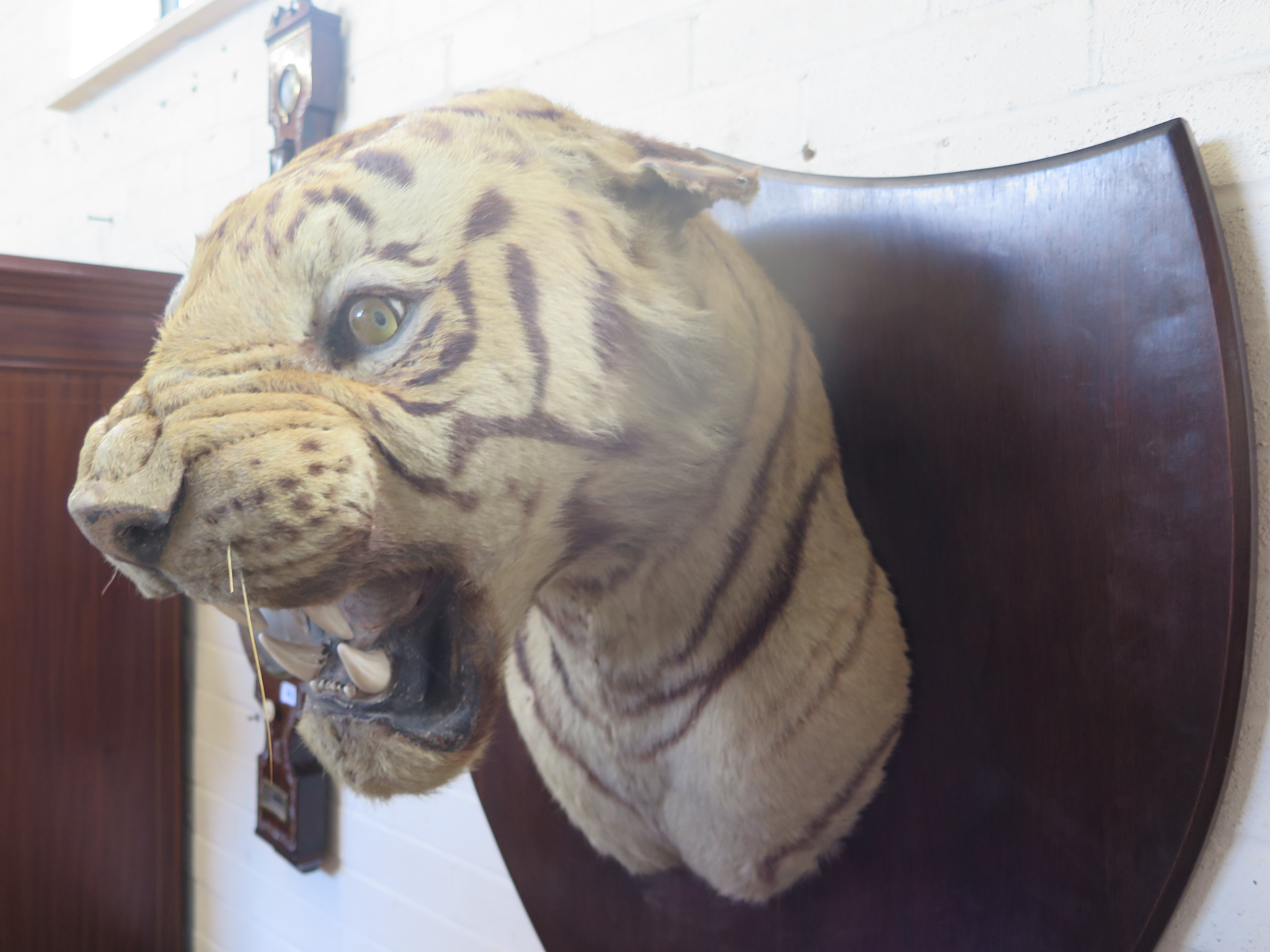 An early 20th century taxidermy tiger's head trophy mounted on a wooden ...