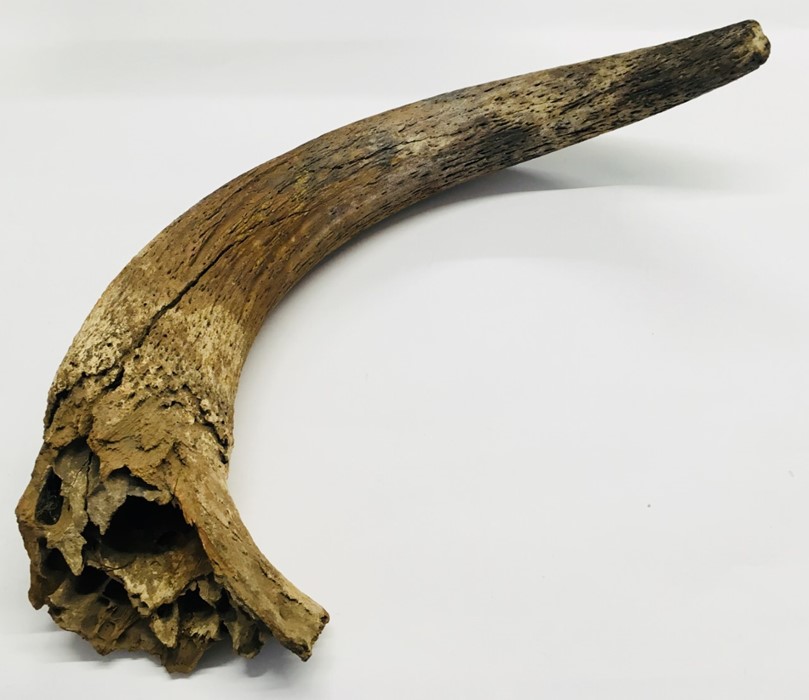An aurochs' horn, believed to be 4,000 to 6,000 years old, measuring 27 ...