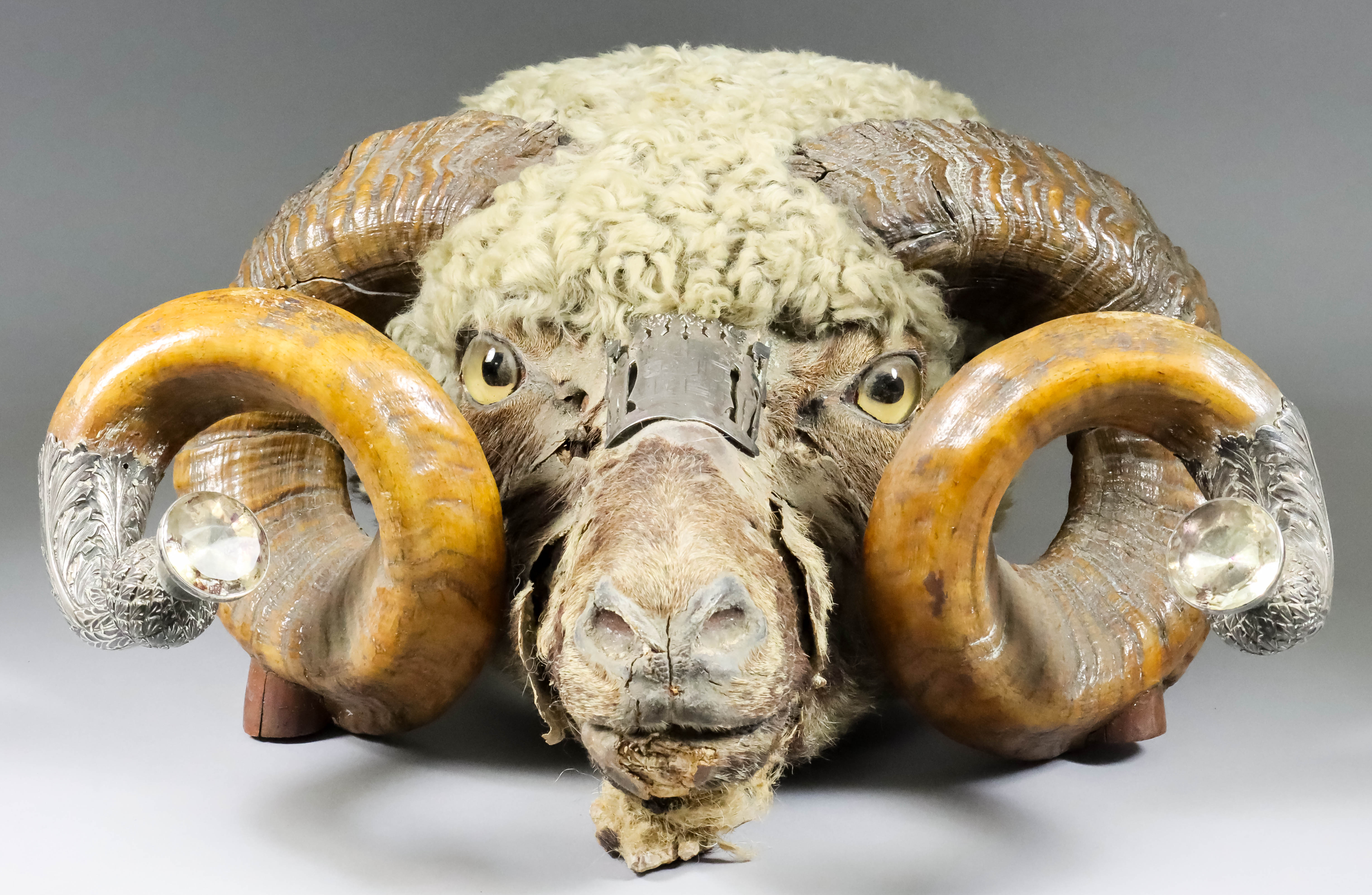 A Ram's Head Trophy, Late 19th Century, the tips of the horns with cast ...
