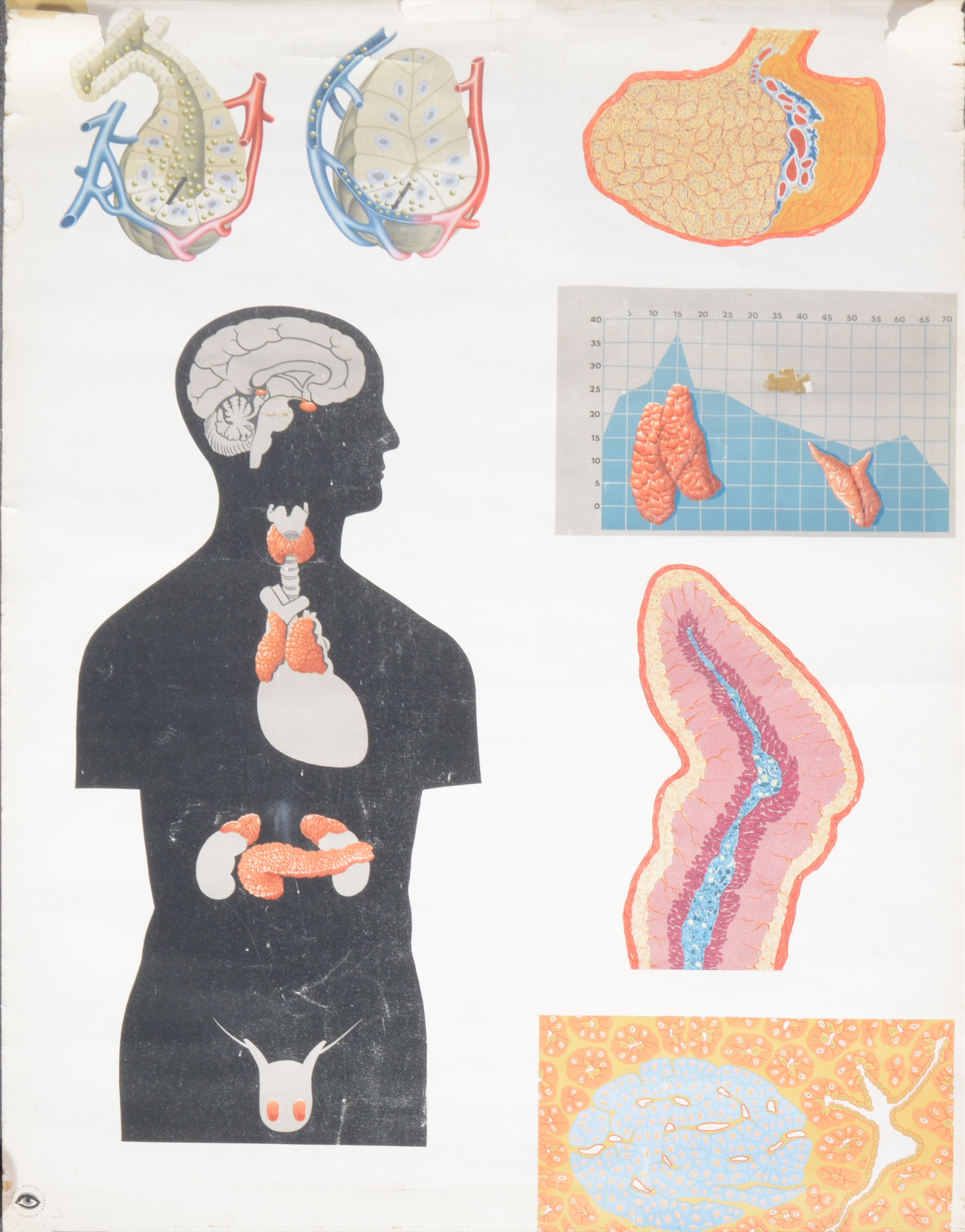 Three German educational posters, Human Biology, published by The ...