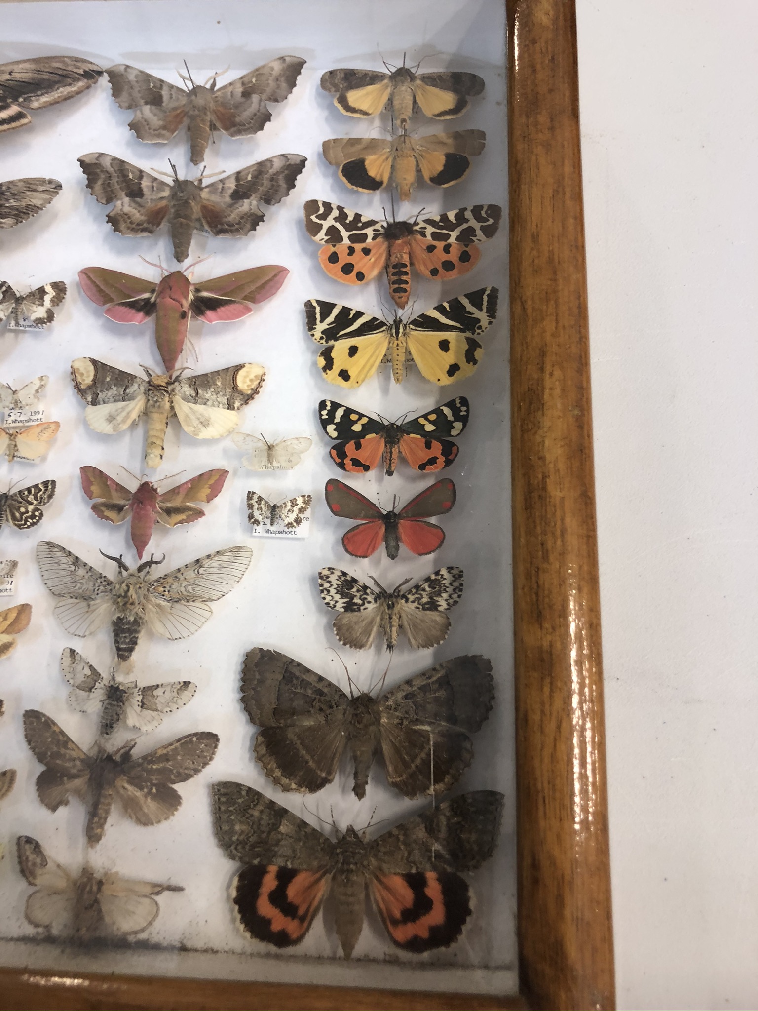 Taxidermy: An impressive wooden glass display of mounted moths ...