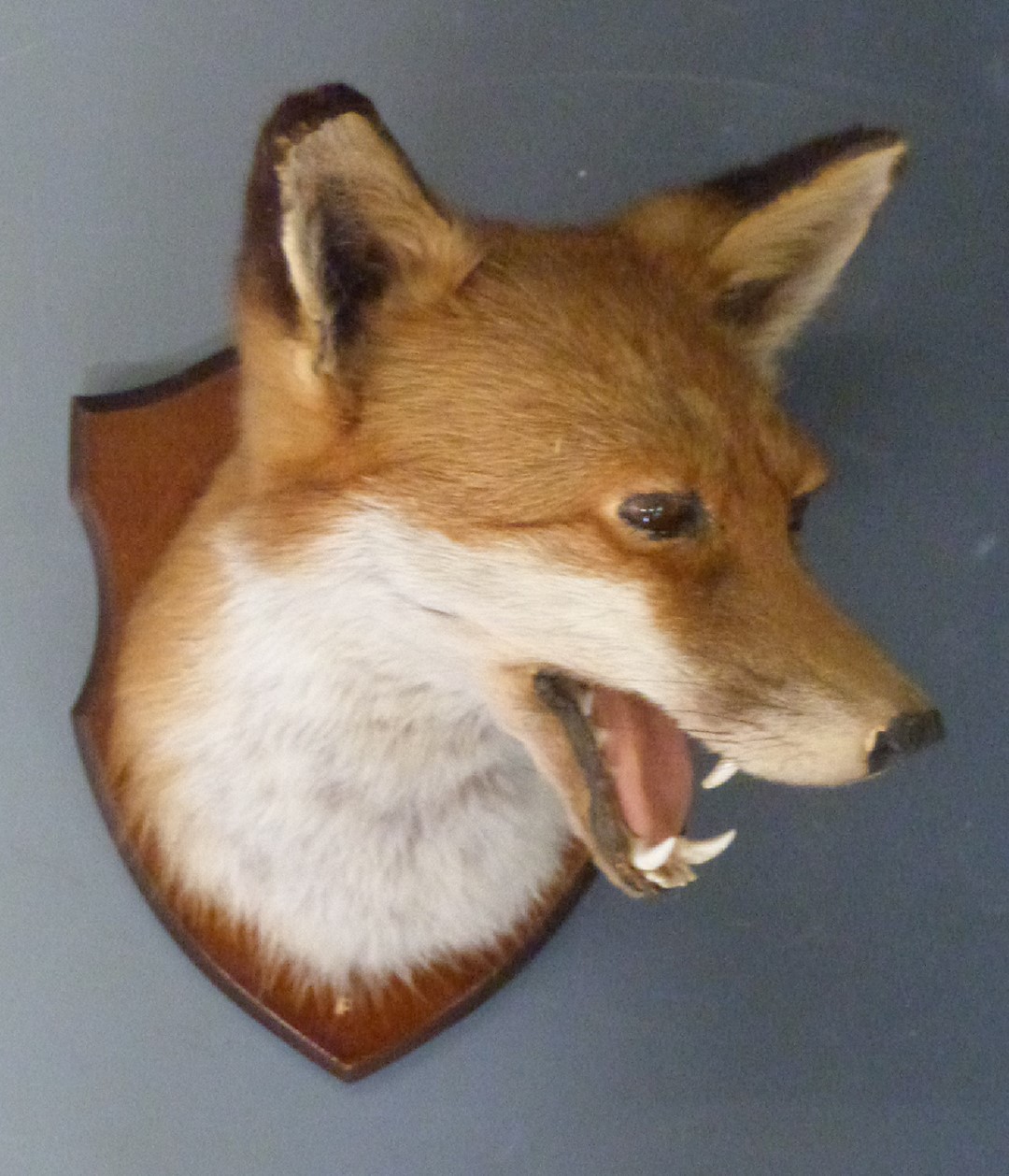 Taxidermy study of a fox mask mounted on wooden plaque, script verso ...