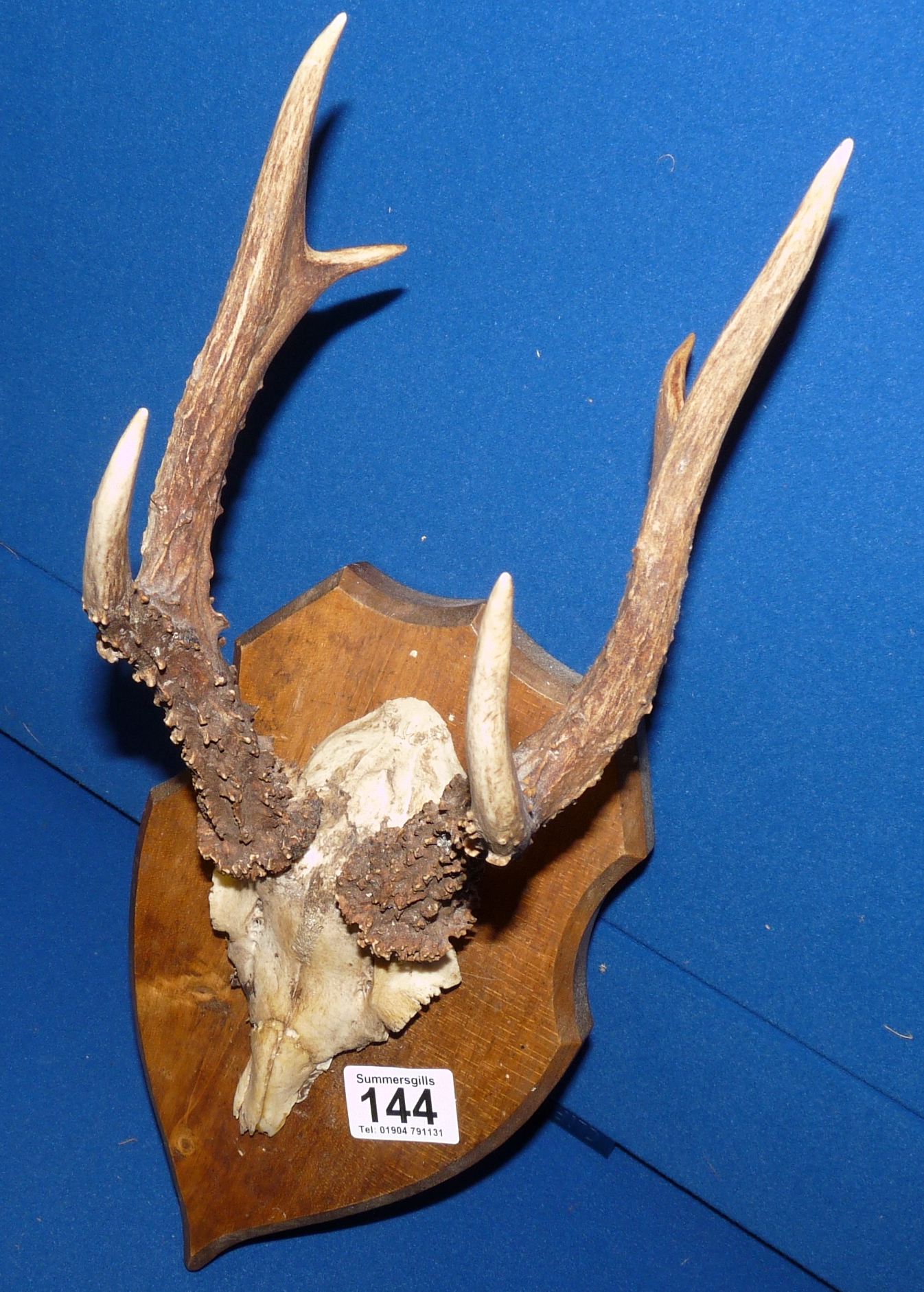 Three-point game antlers with plaque
