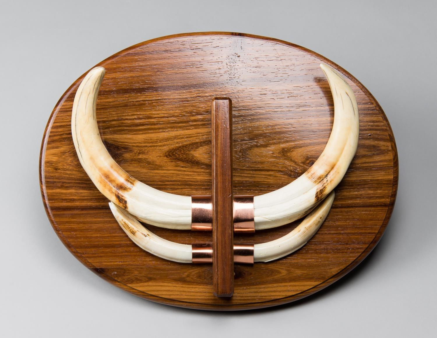A LARGE SET OF WARTHOG TUSKS BRASS MOUNTED UPON A WOODEN SHIELD Namibia ...