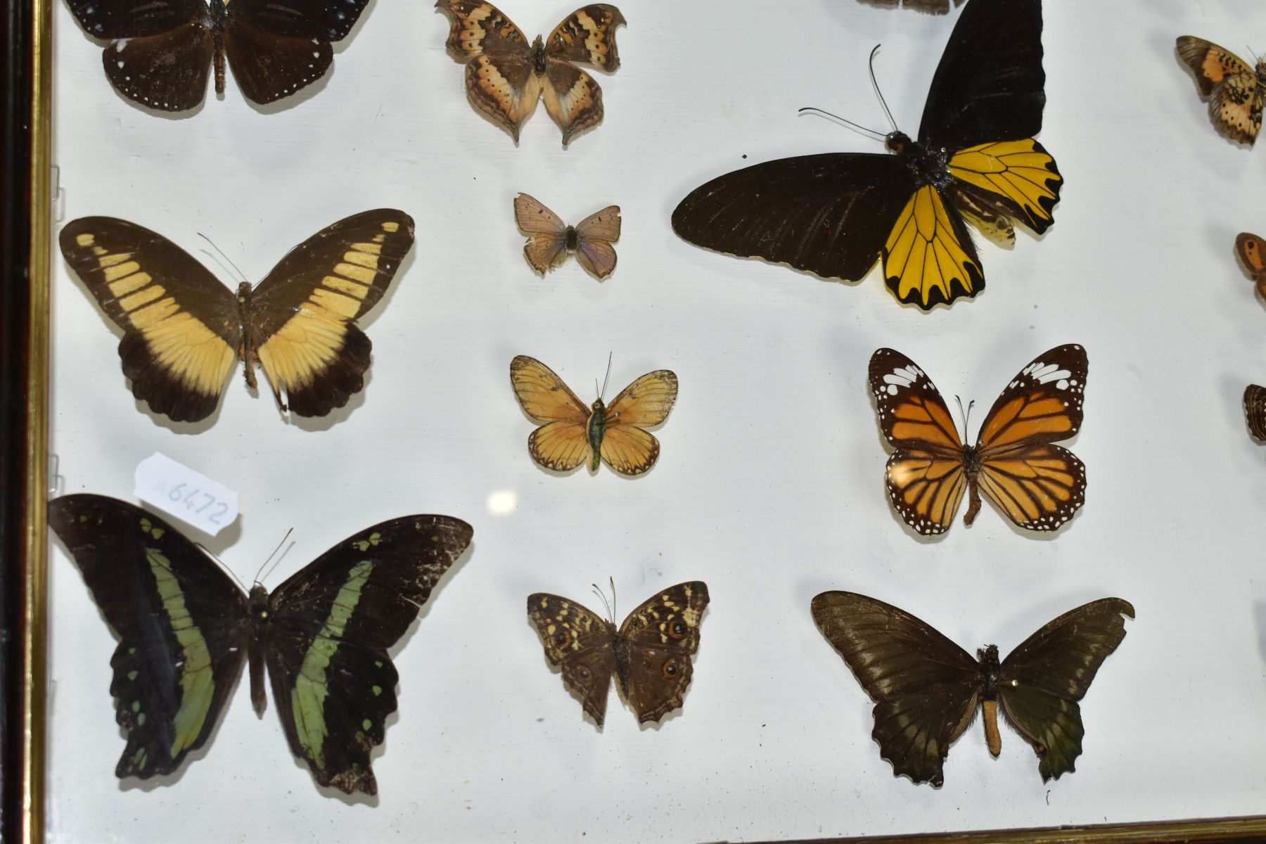 LEPIDOPTEROLOGY, TWO CASES OF MOUNTED BUTTERFLIES, one containing ...