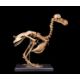 A LIFE-SIZE PAINTED MODEL OF A DODO SKELETON (RAPHUS CUCULLATUS)based ...