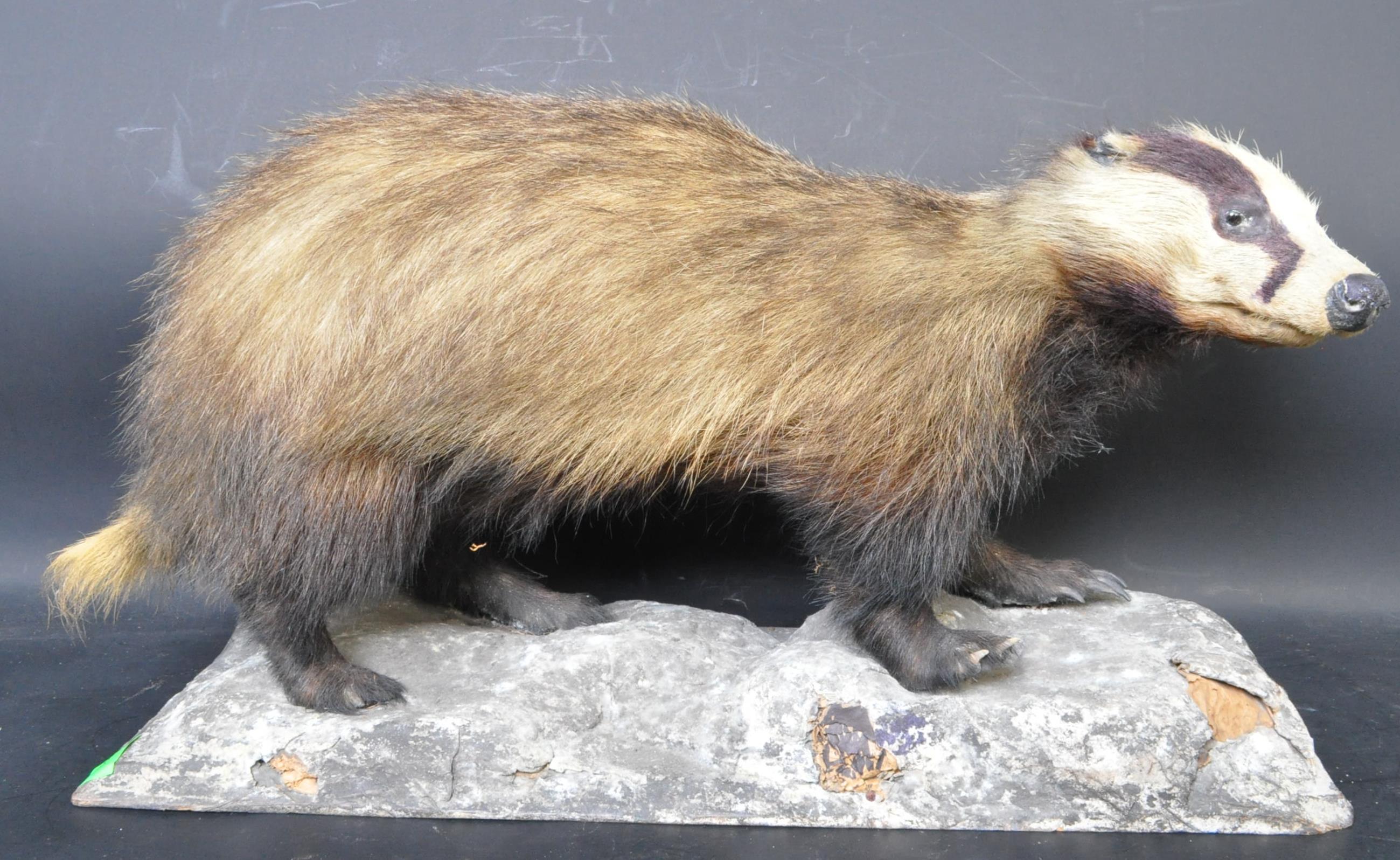 Of taxidermy interest - A vintage 20th century taxidermy badger raised ...