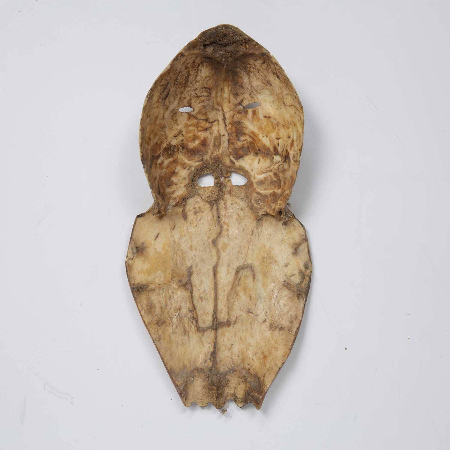 Tribal interest, an Indonesia Belu-Atoni incised cow skull mask, with ...