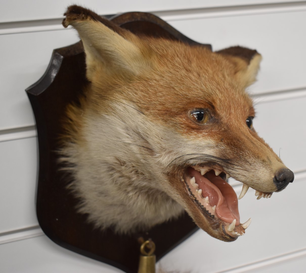 J Crewdson taxidermy study of a mounted fox mask and brush, H40cm