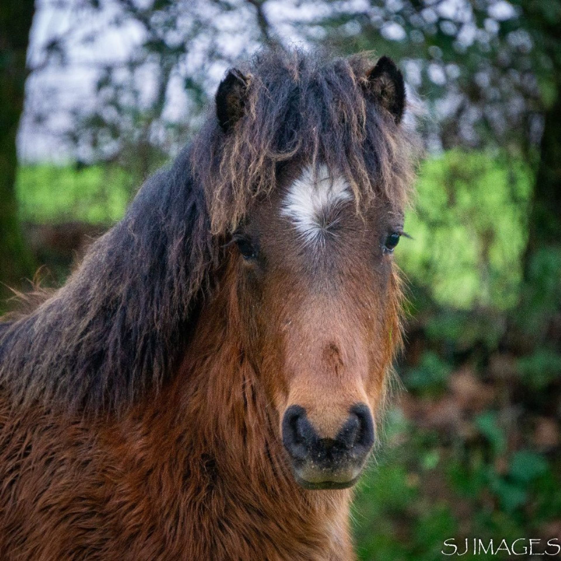 'HOLNE COURT HEATHER' DARTMOOR HILL PONY BAY FILLY FOAL Vendor's ...