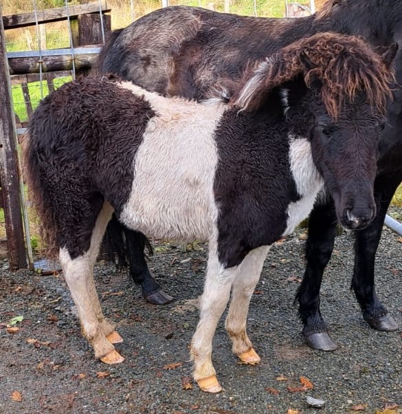 'WAYTOWN MAGPIE' DARTMOOR HILL PONY PIEBALD FILLY FOAL Vendor's ...