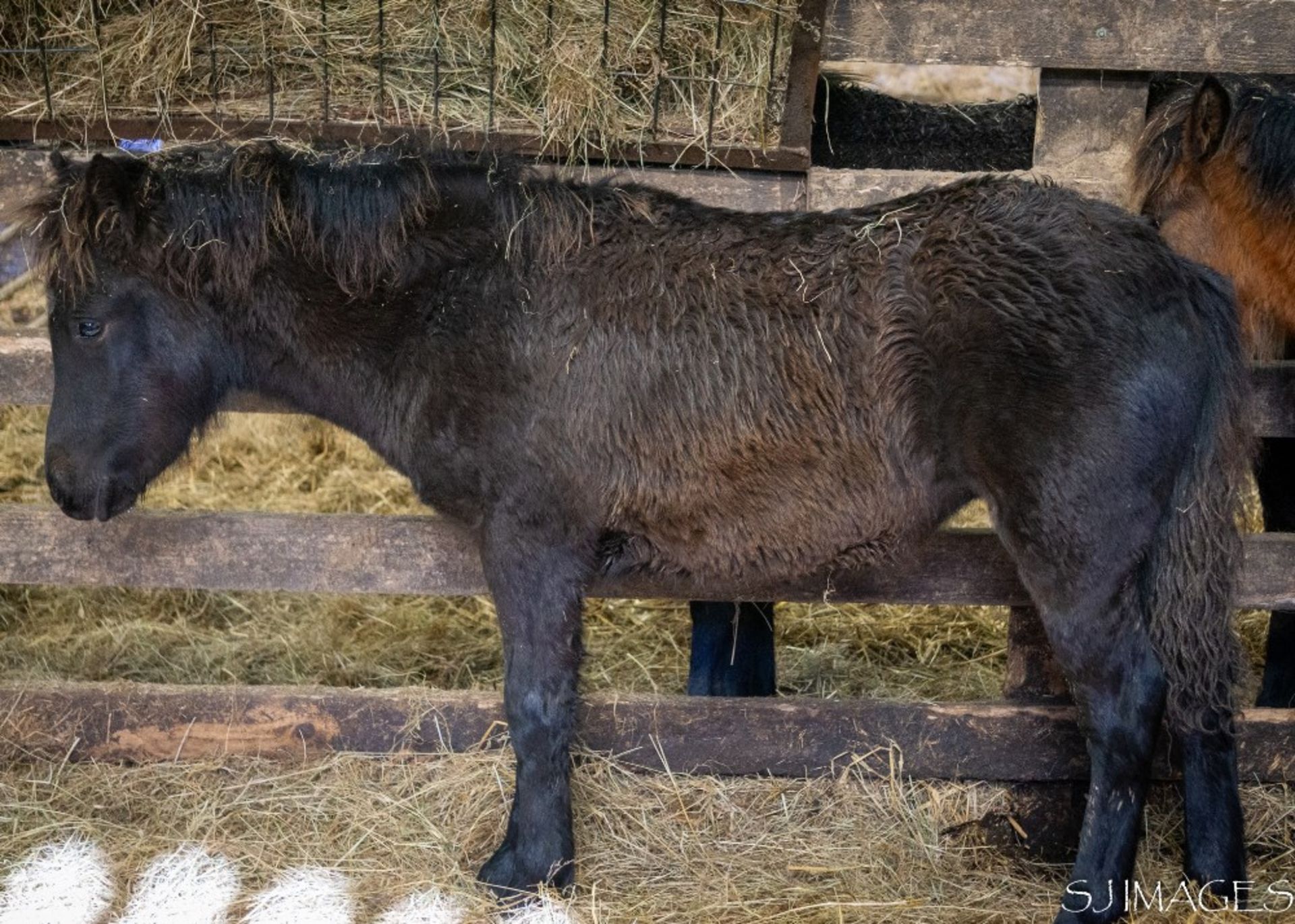 'HOLNE COURT HAWTHORN' DARTMOOR HILL PONY DARK BAY FILLY FOAL Vendor's ...