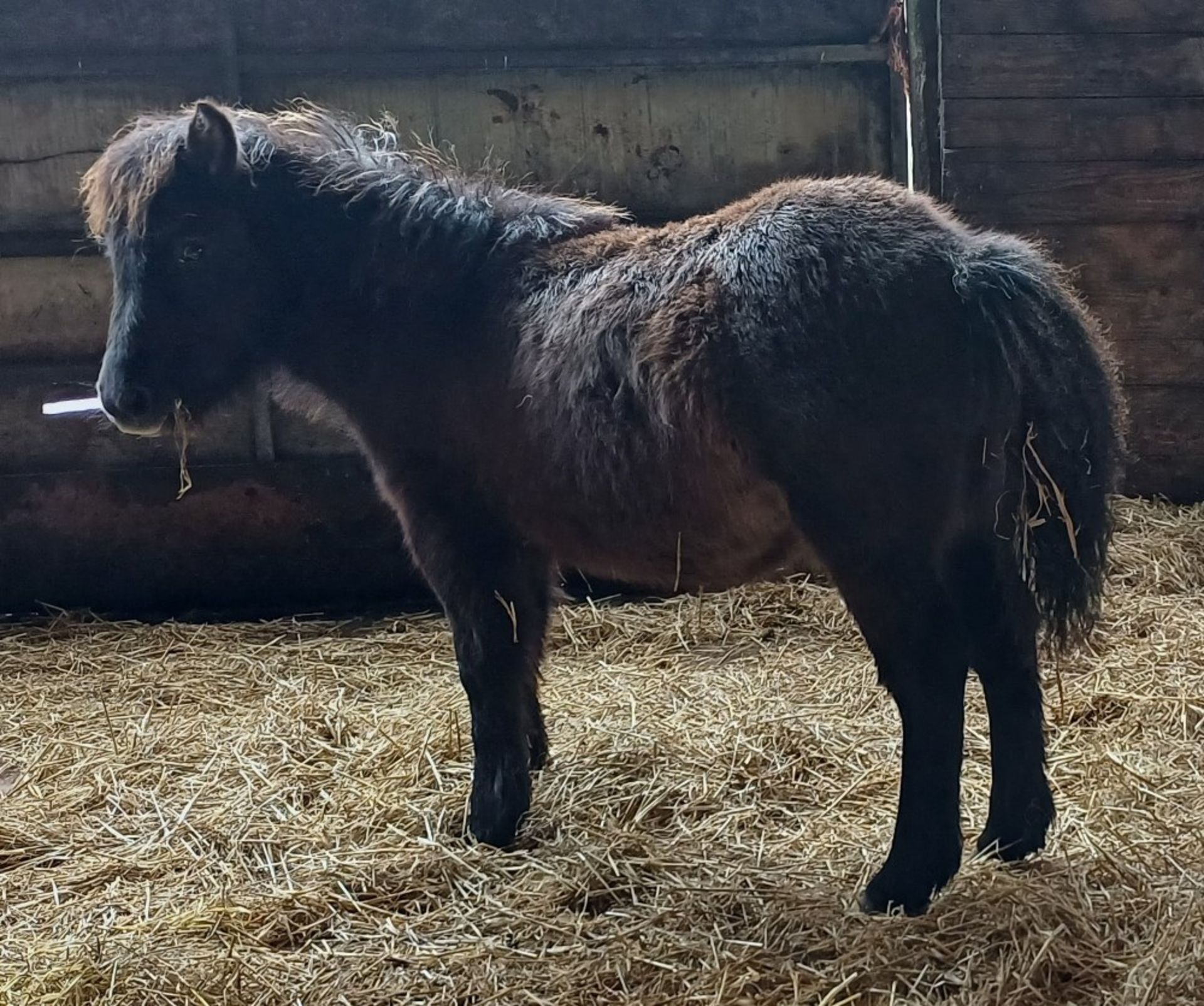'VIXEN RAZZLE' SHETLAND X DARTMOOR HILL PONY BAY FILLY FOAL Vendor's ...