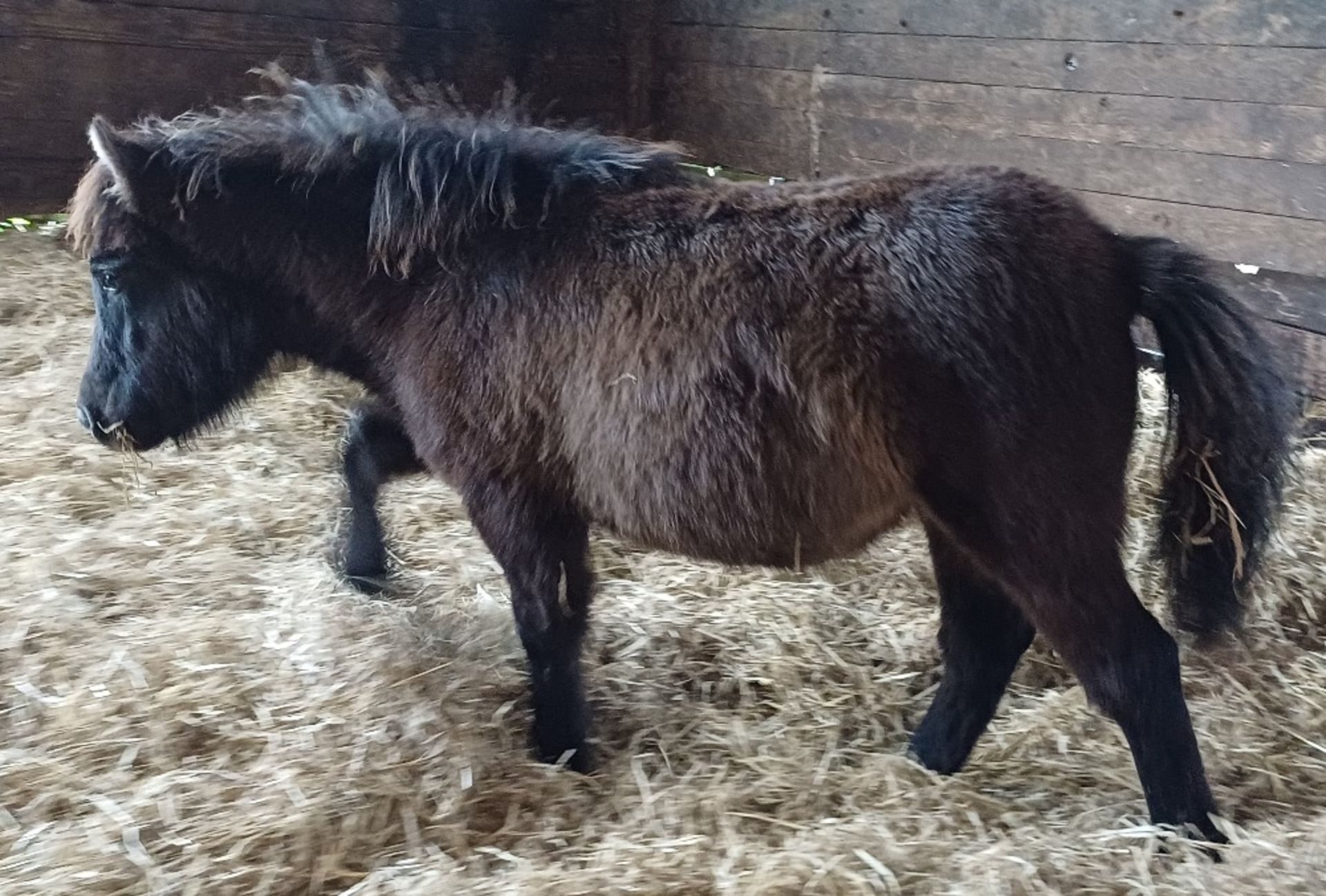 'VIXEN RAZZLE' SHETLAND X DARTMOOR HILL PONY BAY FILLY FOAL Vendor's ...