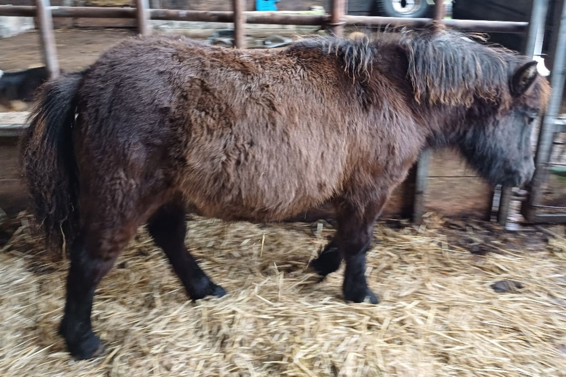 'VIXEN RAZZLE' SHETLAND X DARTMOOR HILL PONY BAY FILLY FOAL Vendor's ...