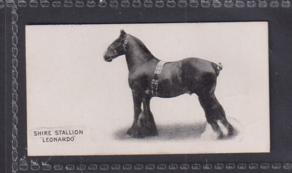 Cigarette card, Taddy, Famous Horses & Cattle, type card, no 44, Shire ...