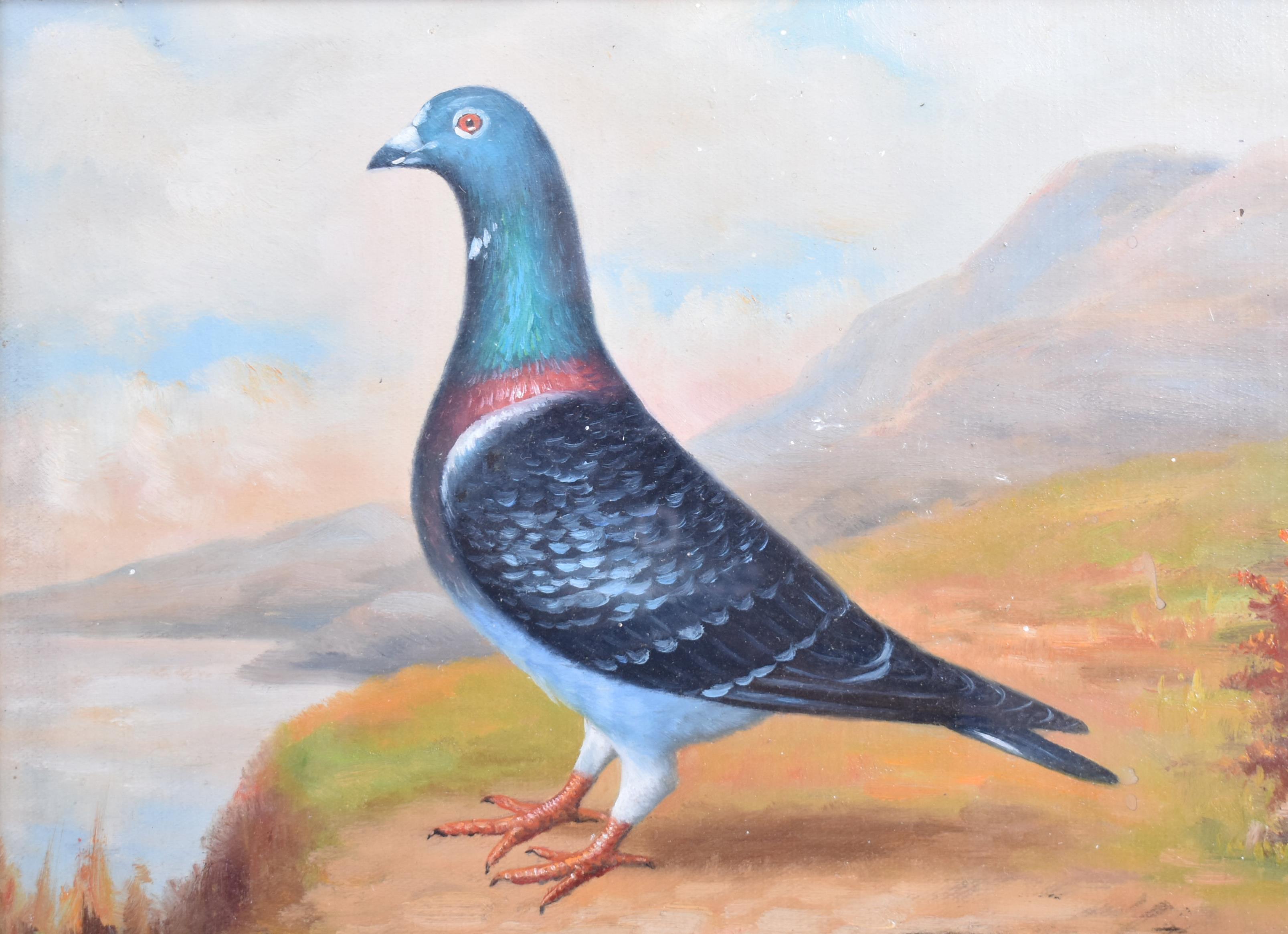 A 20th century oil on canvas painting depicting a Blue Cheq Cock pigeon ...