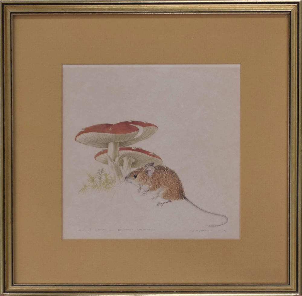 Mildred Elsi Eldridge RWS (1909-1991) - Study of a wood mouse ...