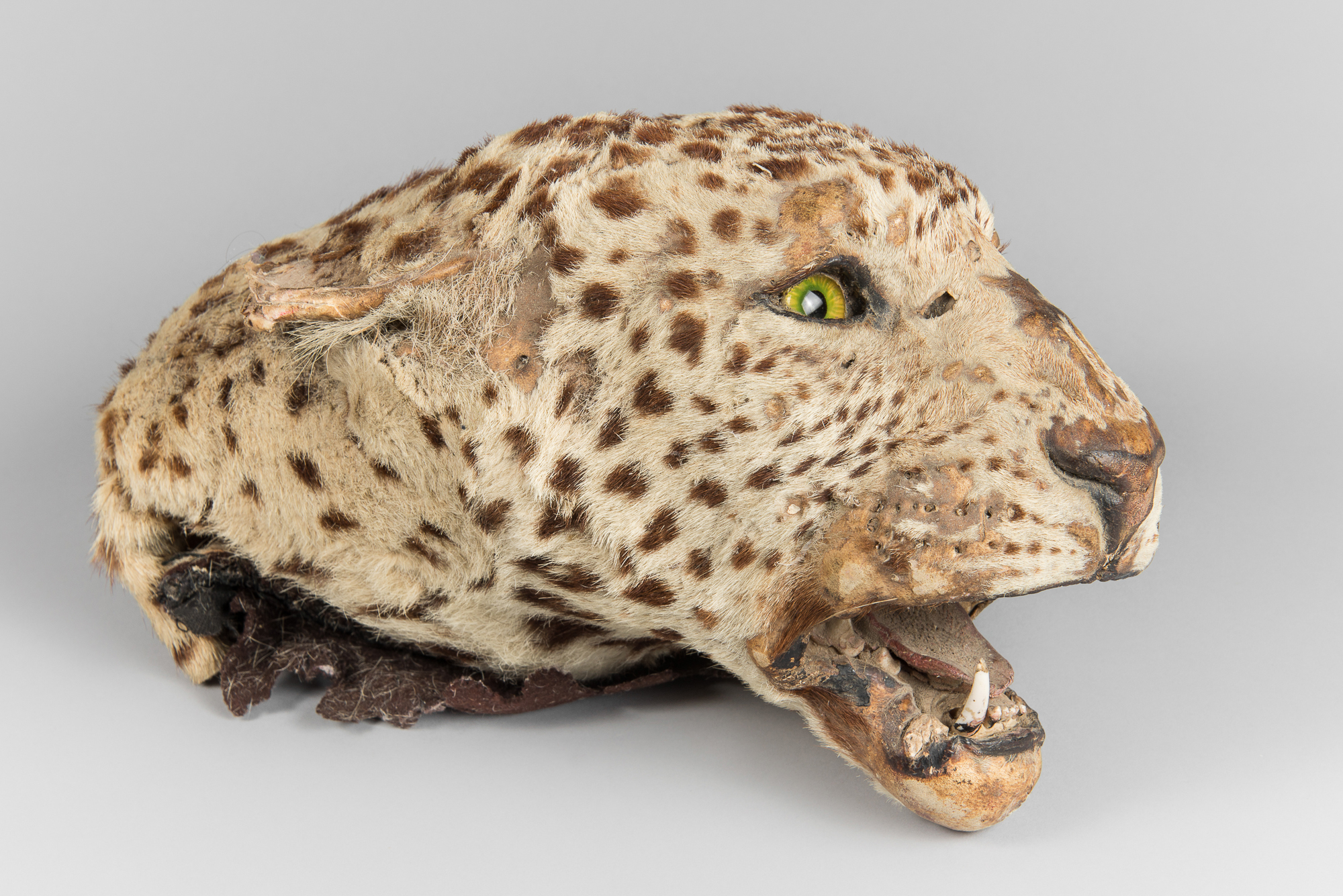 EDWARD GERRARD & SONS, A LATE 19TH/EARLY 20TH CENTURY TAXIDERMY LEOPARD ...
