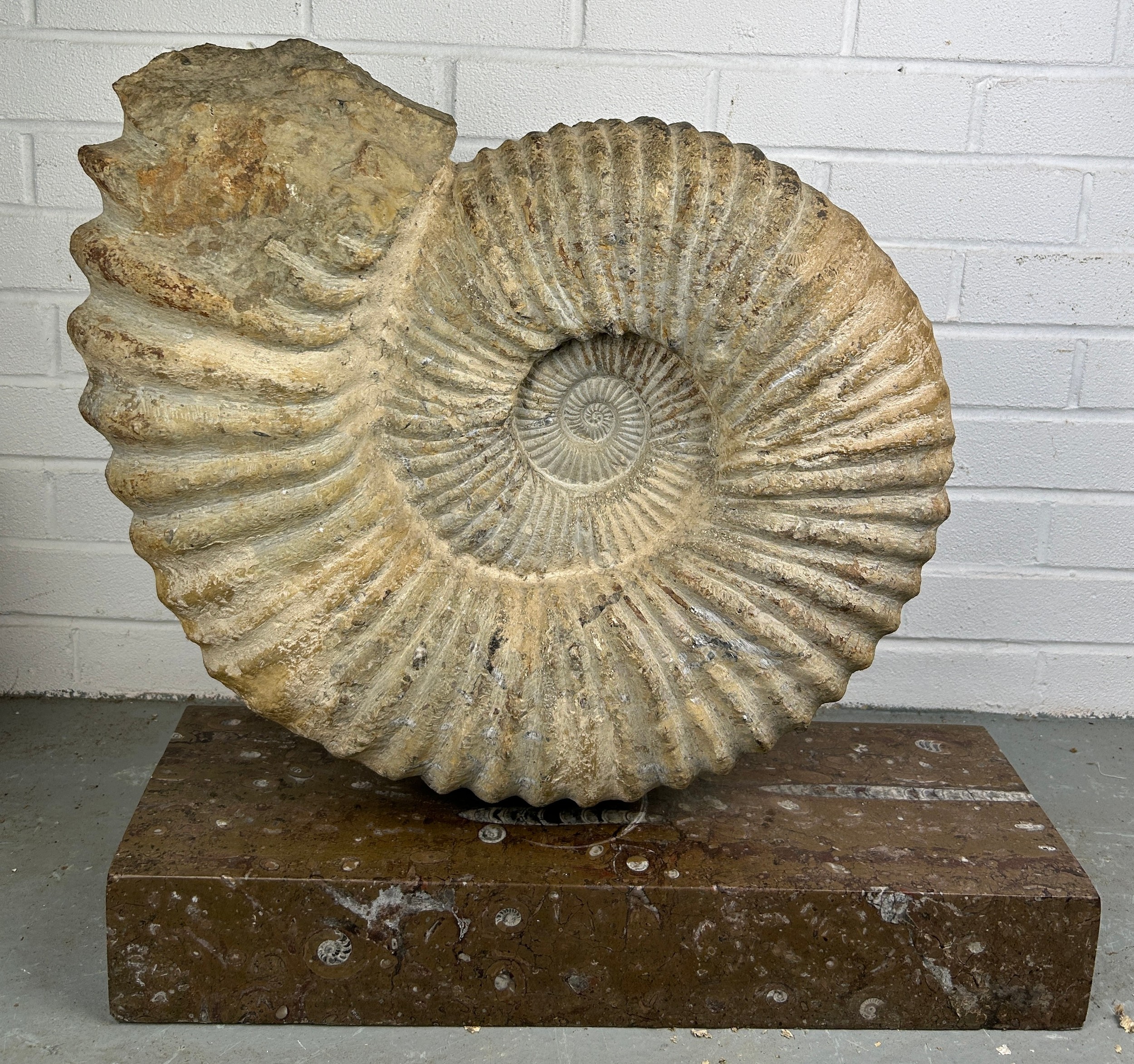 A LARGE MOROCCAN AMMONITE MOUNTED ON FOSSILISED MARBLE STAND, Purchased ...