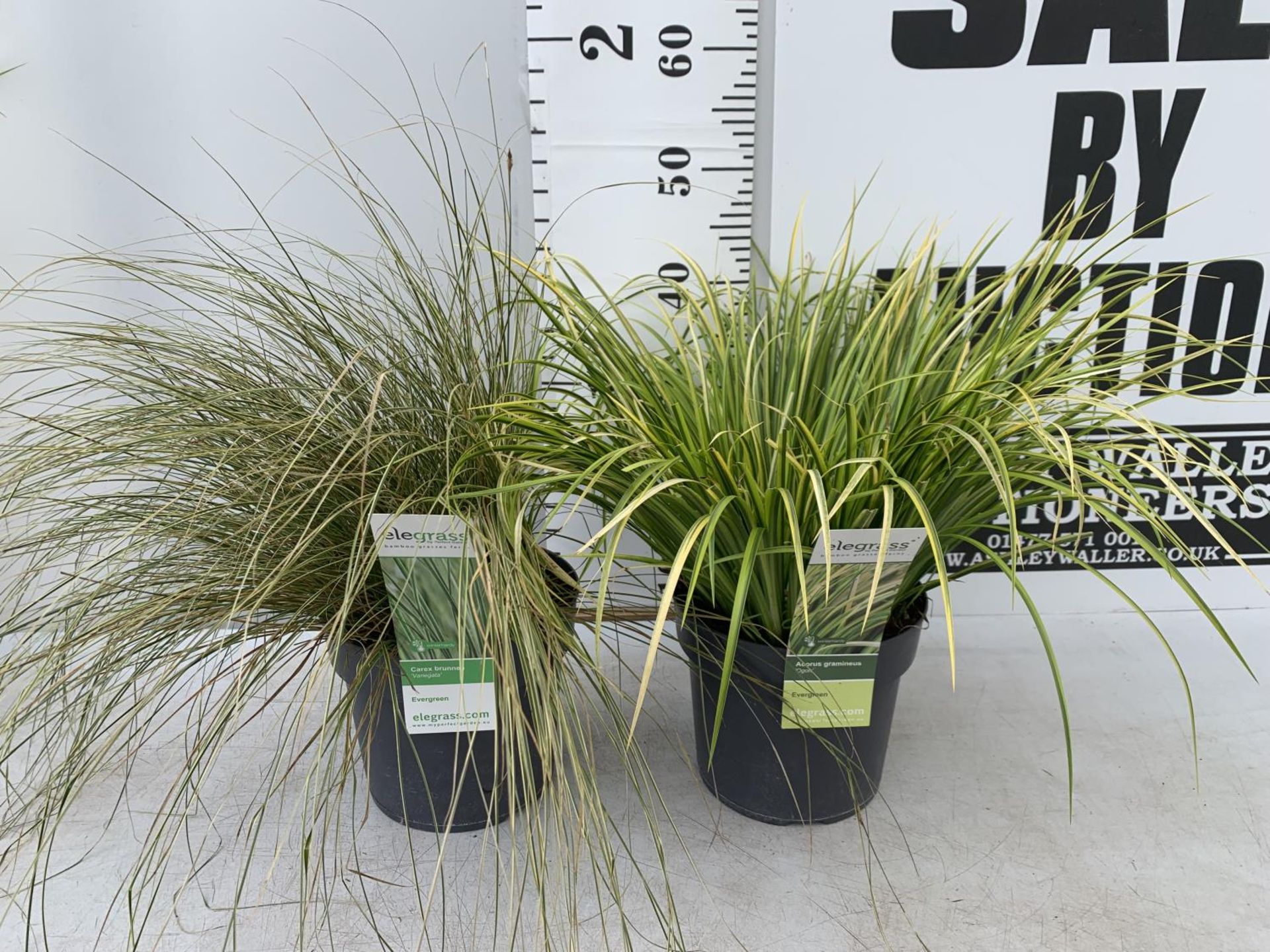 TWO HARDY ORNAMENTAL GRASSES CORUS GARAMINEUS 'OGON' AND CAREX BRUNNEA ...