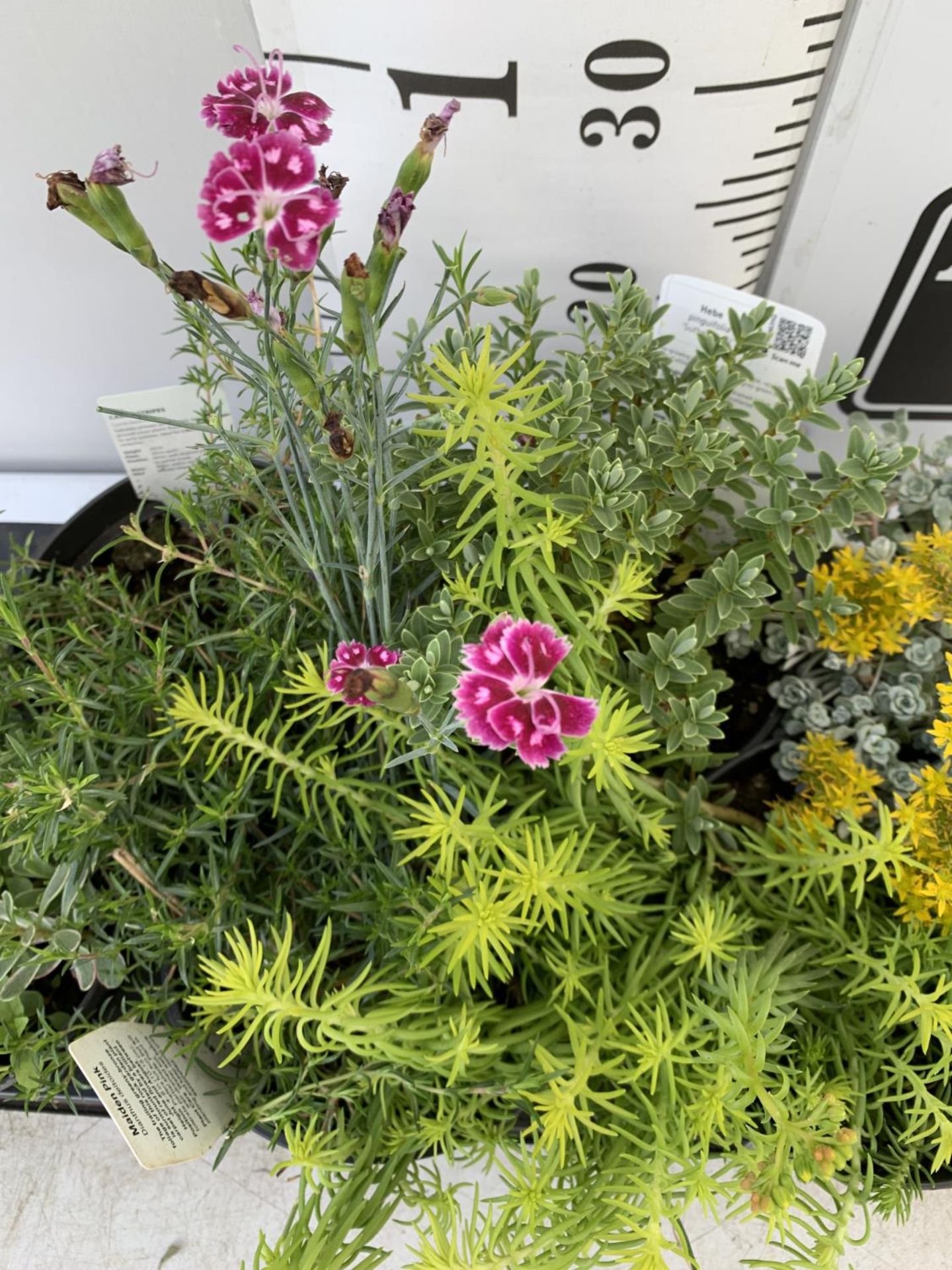 SIX MIXED ALPINES AND PERENNIALS TO INCLUDE SEDUM 'GOLDEN STONECROP ...