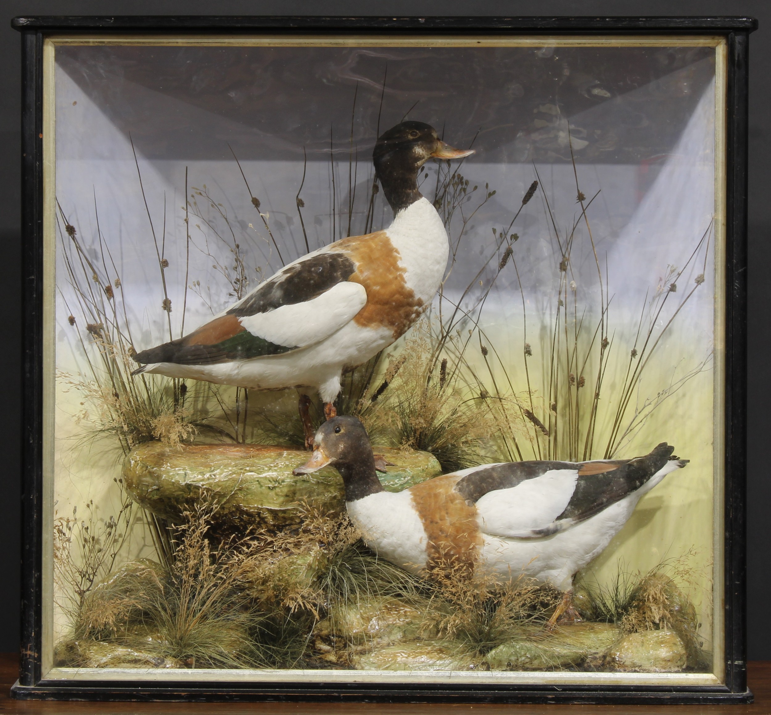 Taxidermy - a pair of common shelducks, naturalistically mounted ...